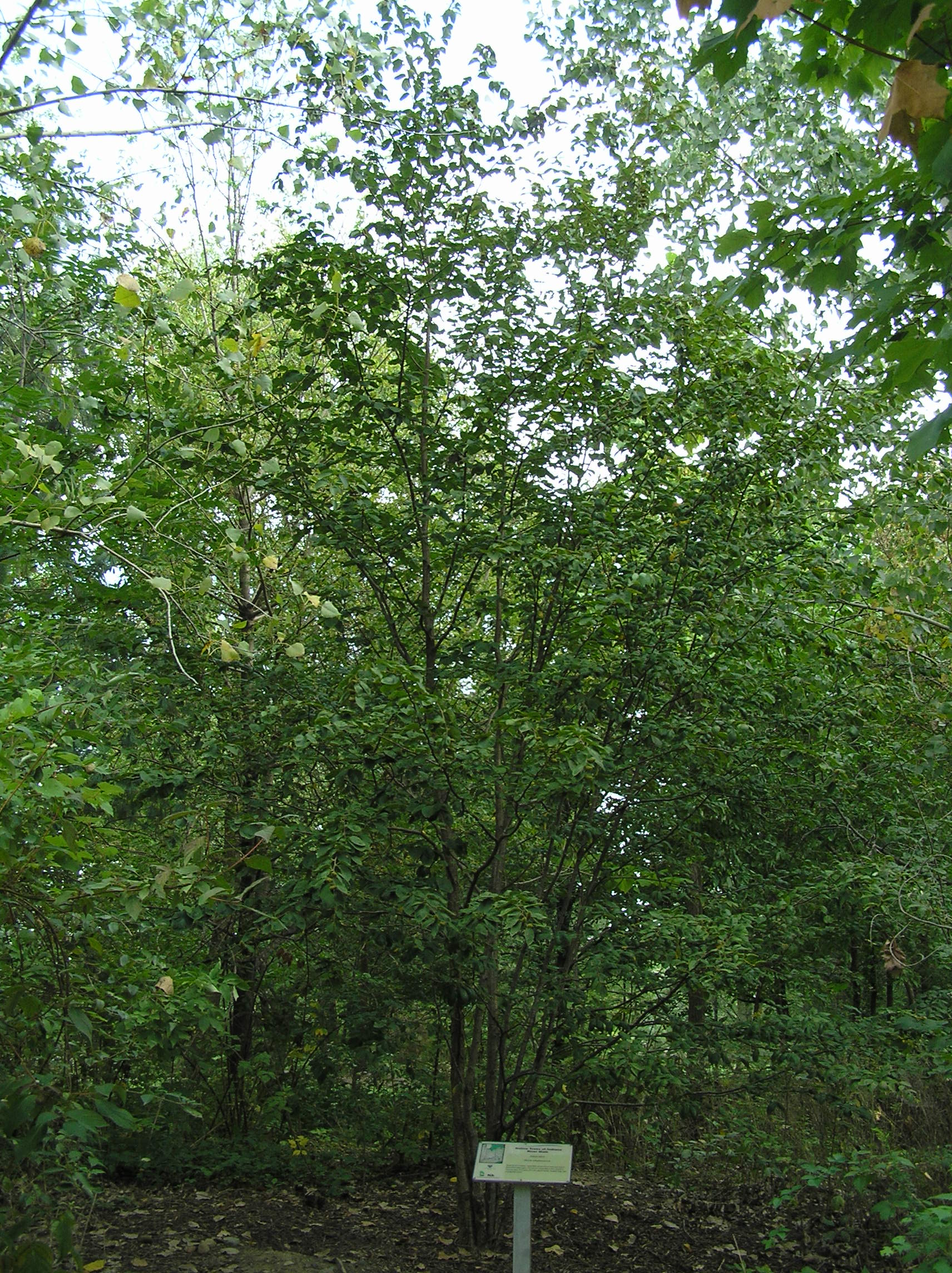 Native Trees of Indiana River Walk