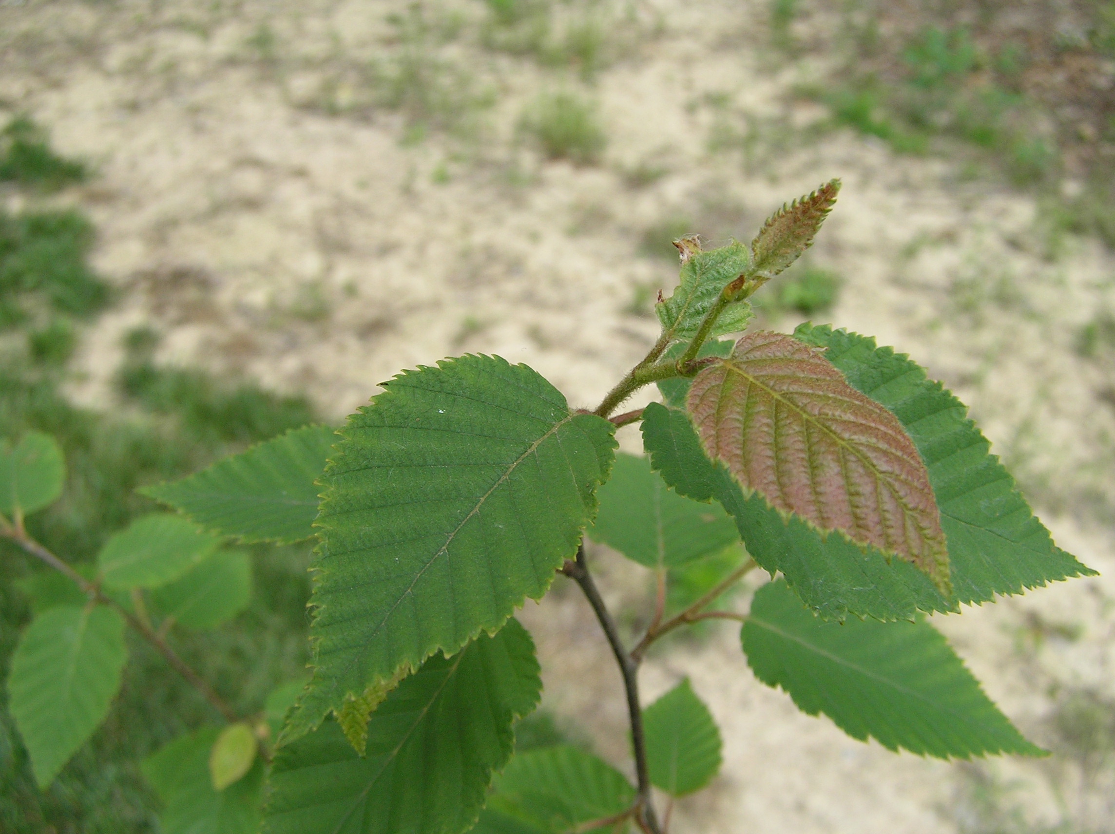 Native Trees of Indiana River Walk