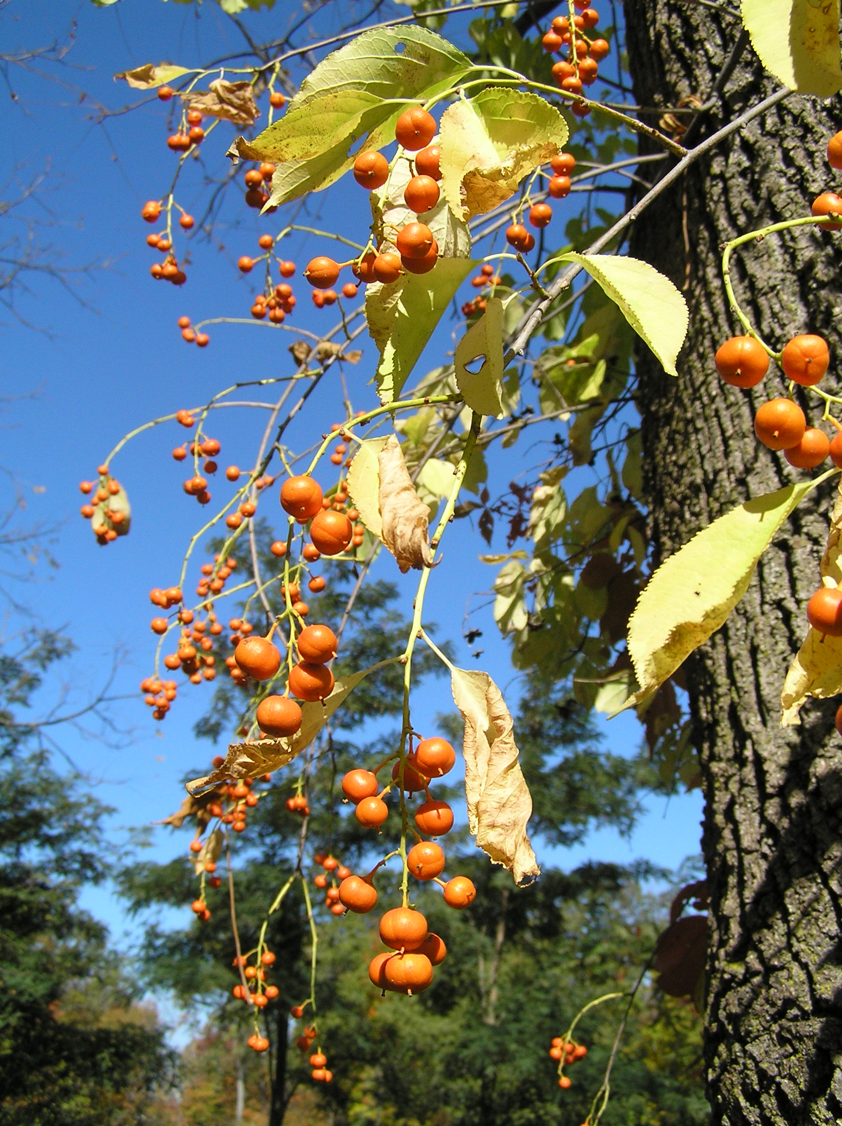 Native Trees of Indiana River Walk
