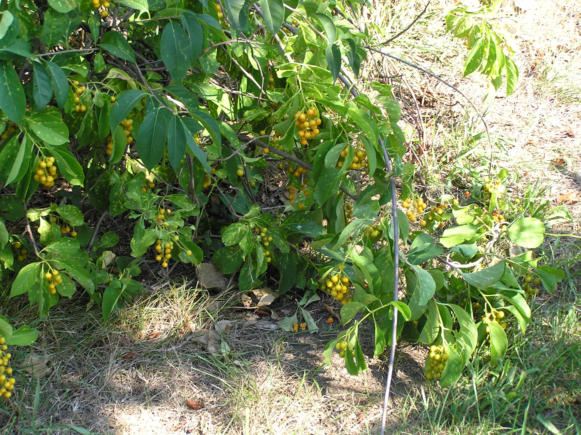 Native Trees of Indiana River Walk