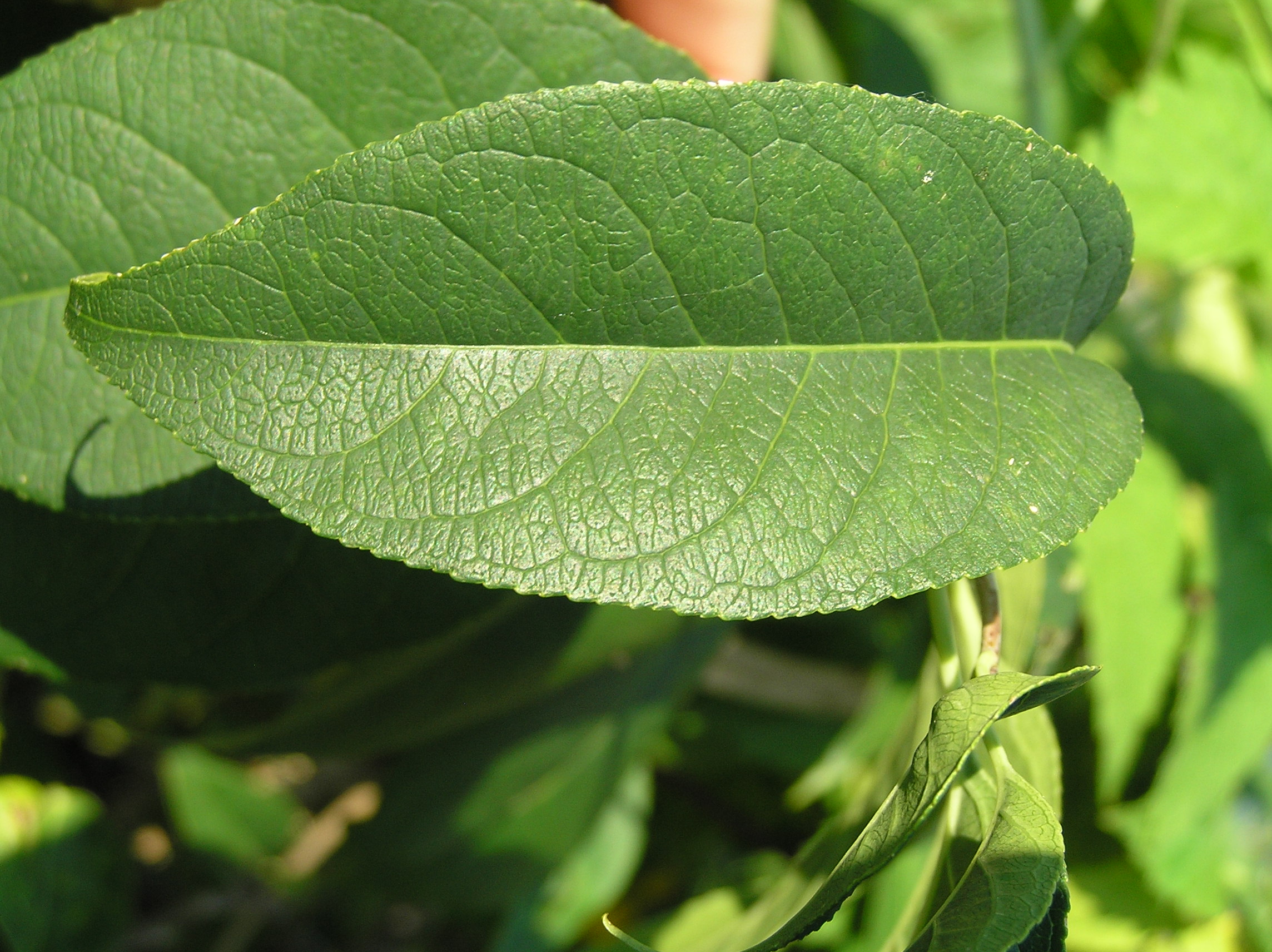Native Trees of Indiana River Walk