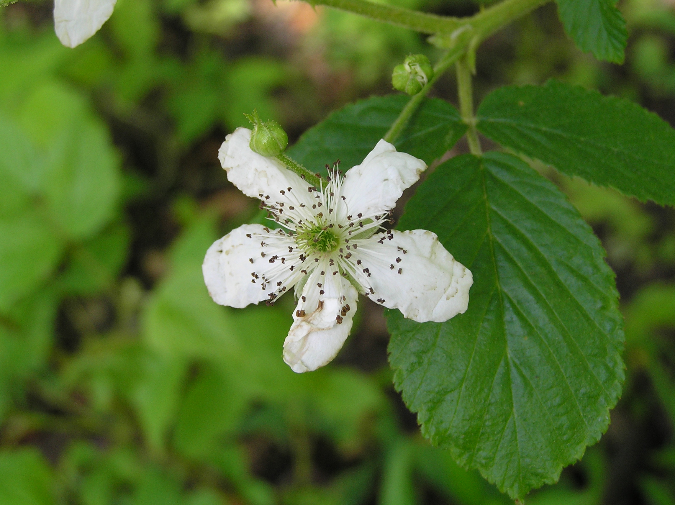 Native Trees of Indiana River Walk