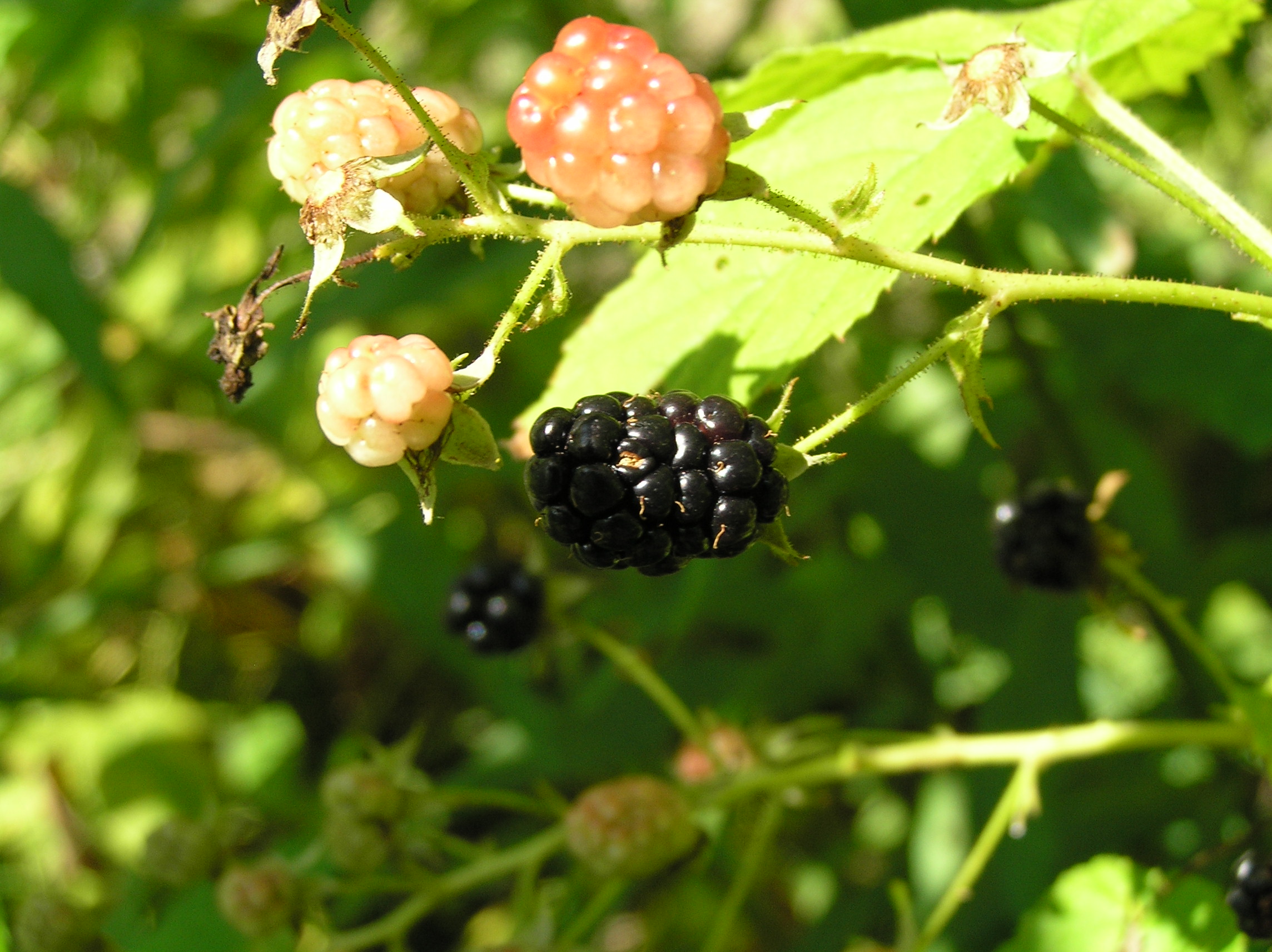 Native Trees of Indiana River Walk