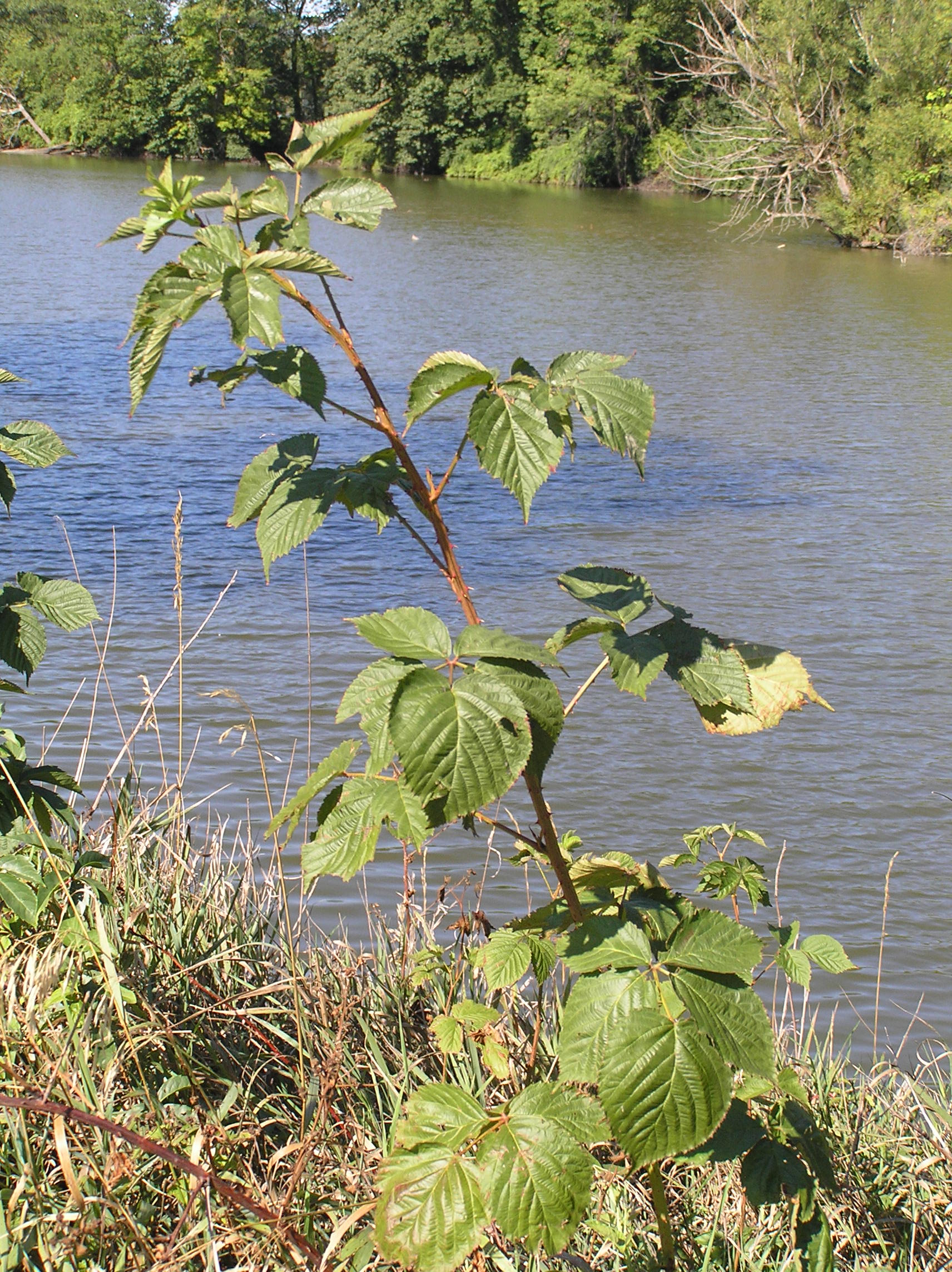 Native Trees of Indiana River Walk