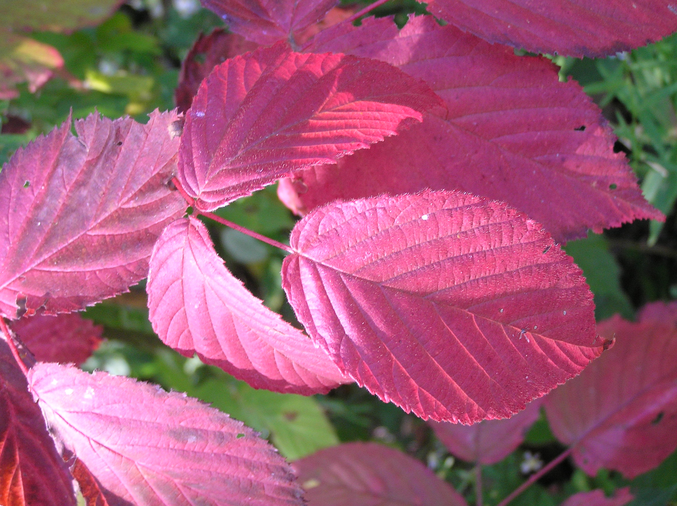 Native Trees of Indiana River Walk