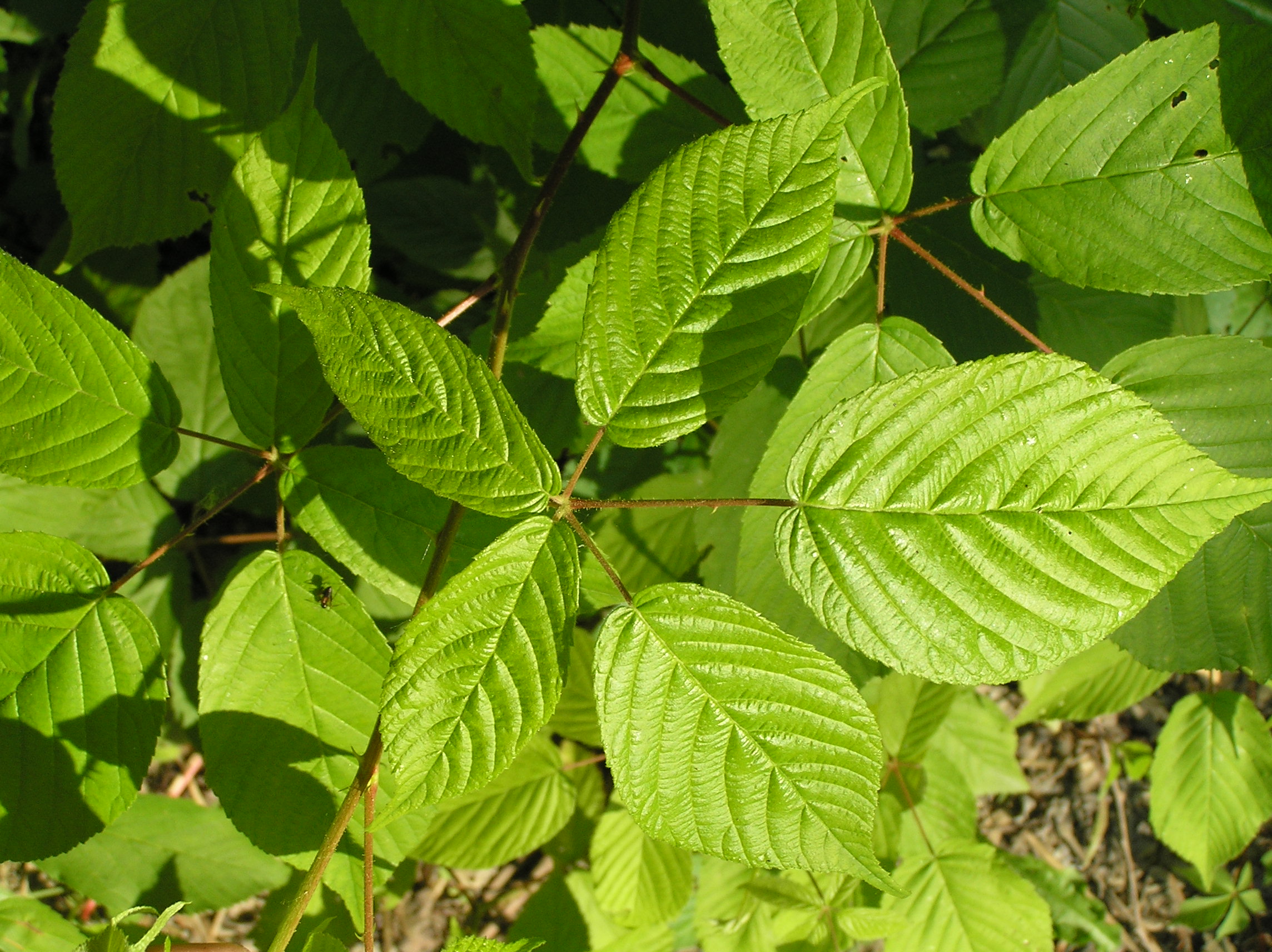 Native Trees of Indiana River Walk
