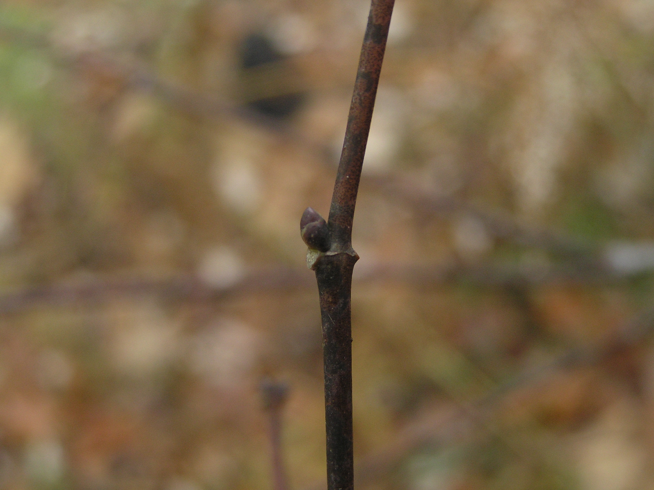 Native Trees of Indiana River Walk