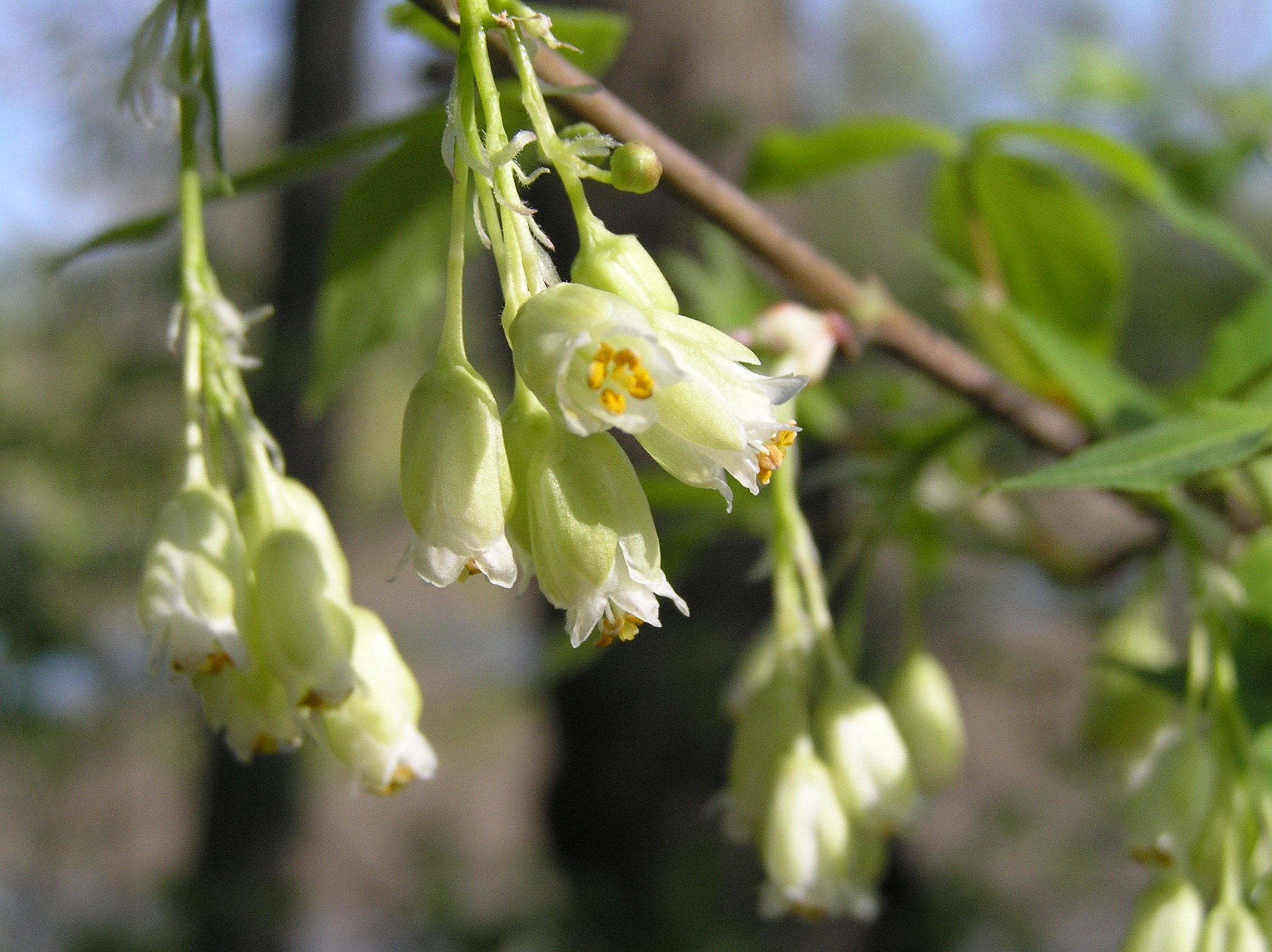Native Trees of Indiana River Walk