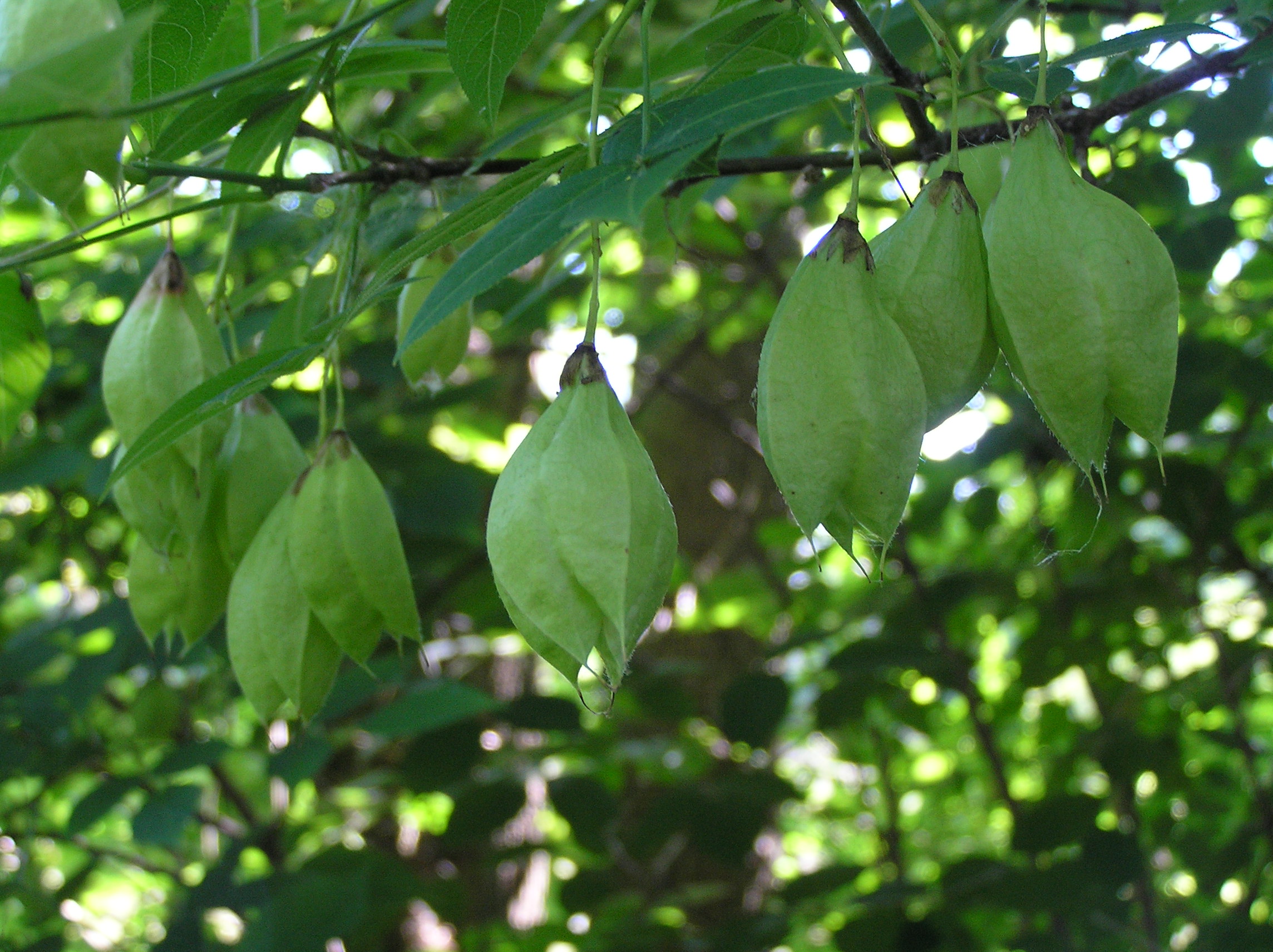 Native Trees of Indiana River Walk