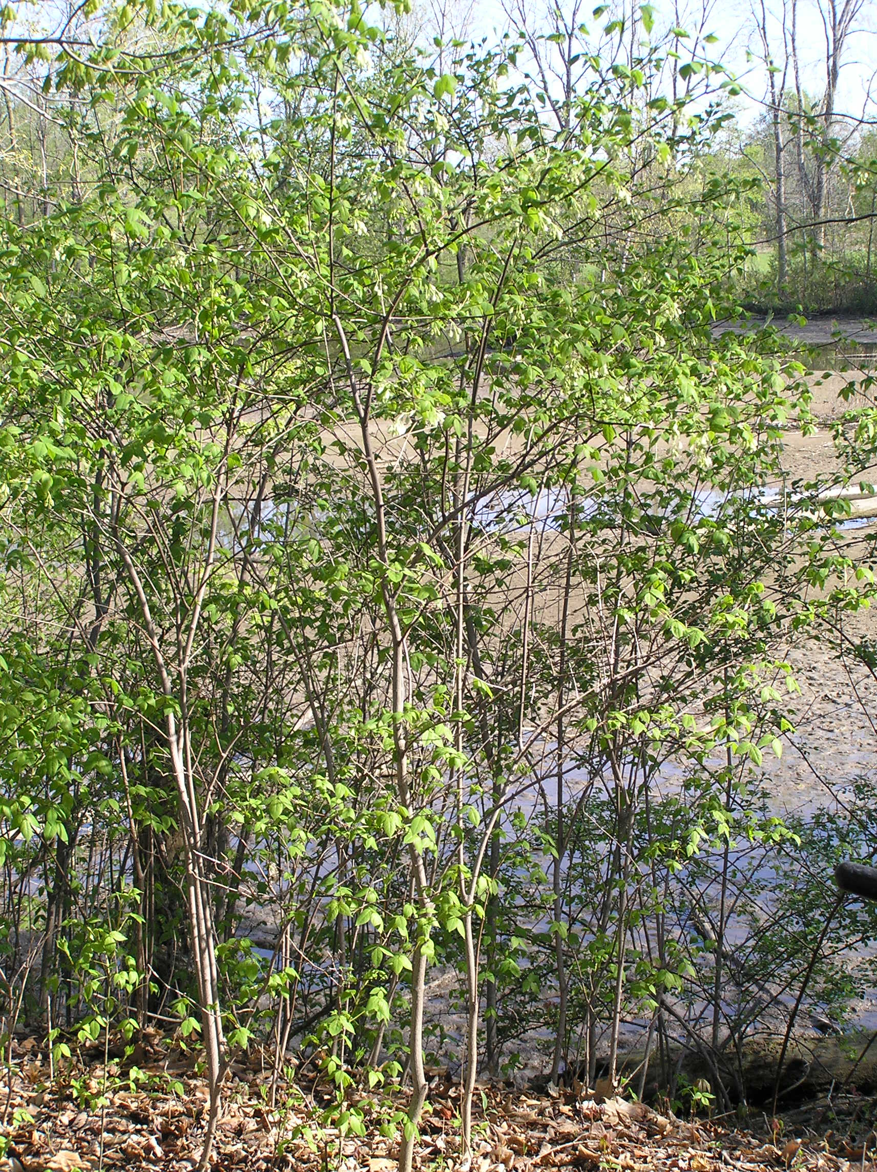Native Trees of Indiana River Walk