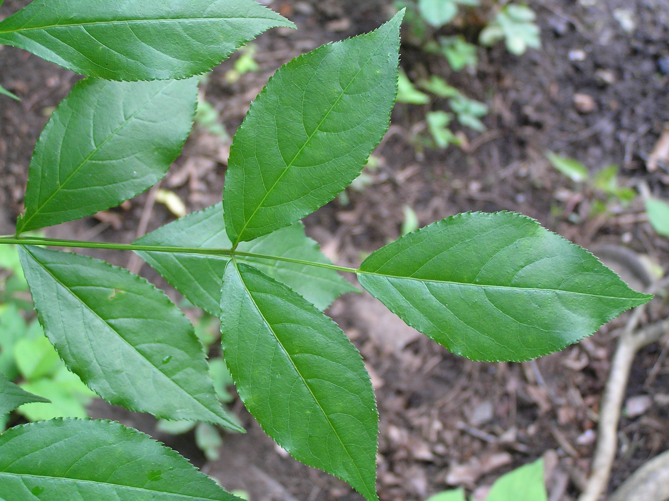Native Trees of Indiana River Walk