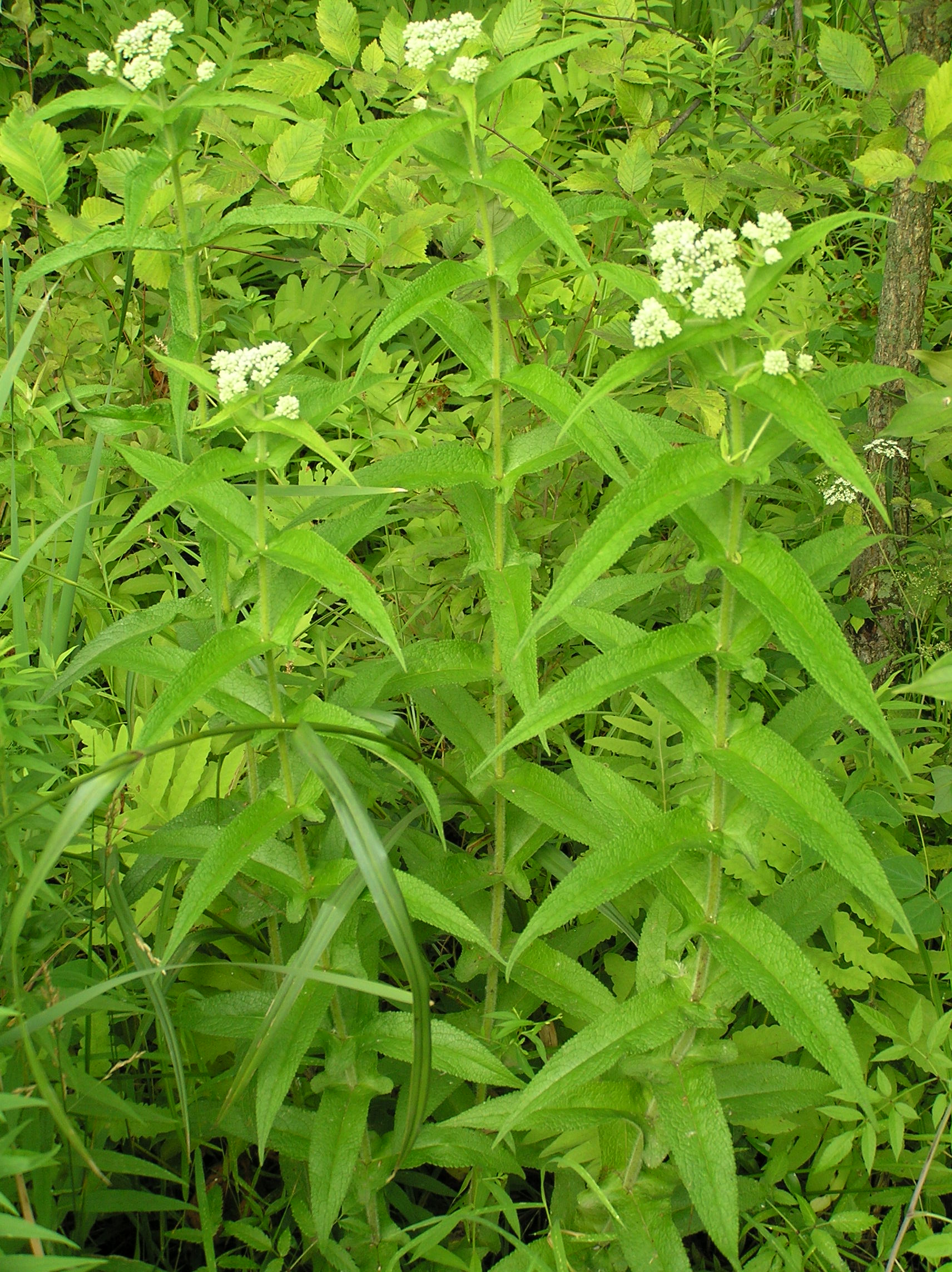 Native Trees of Indiana River Walk