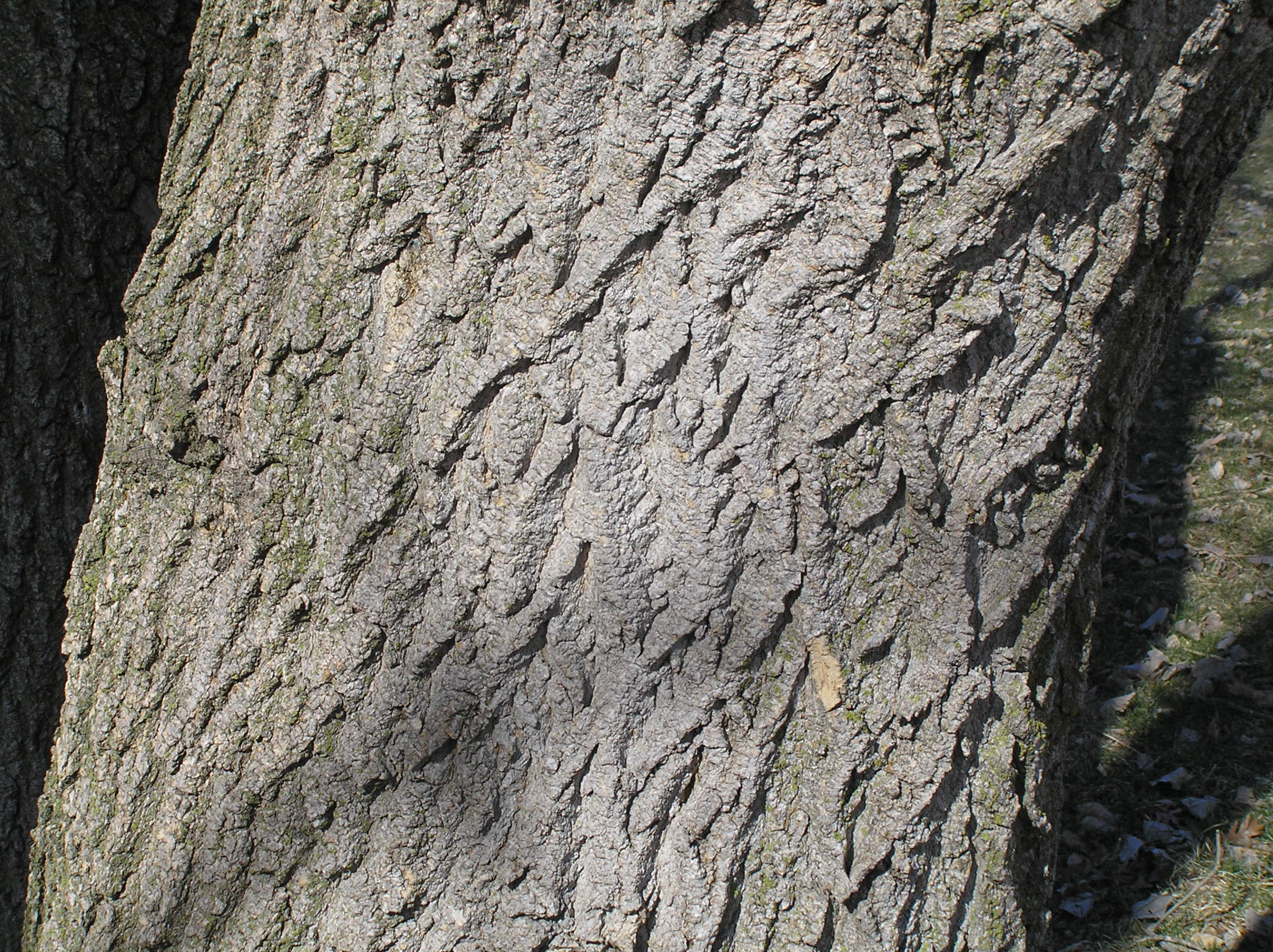 Native Trees of Indiana River Walk