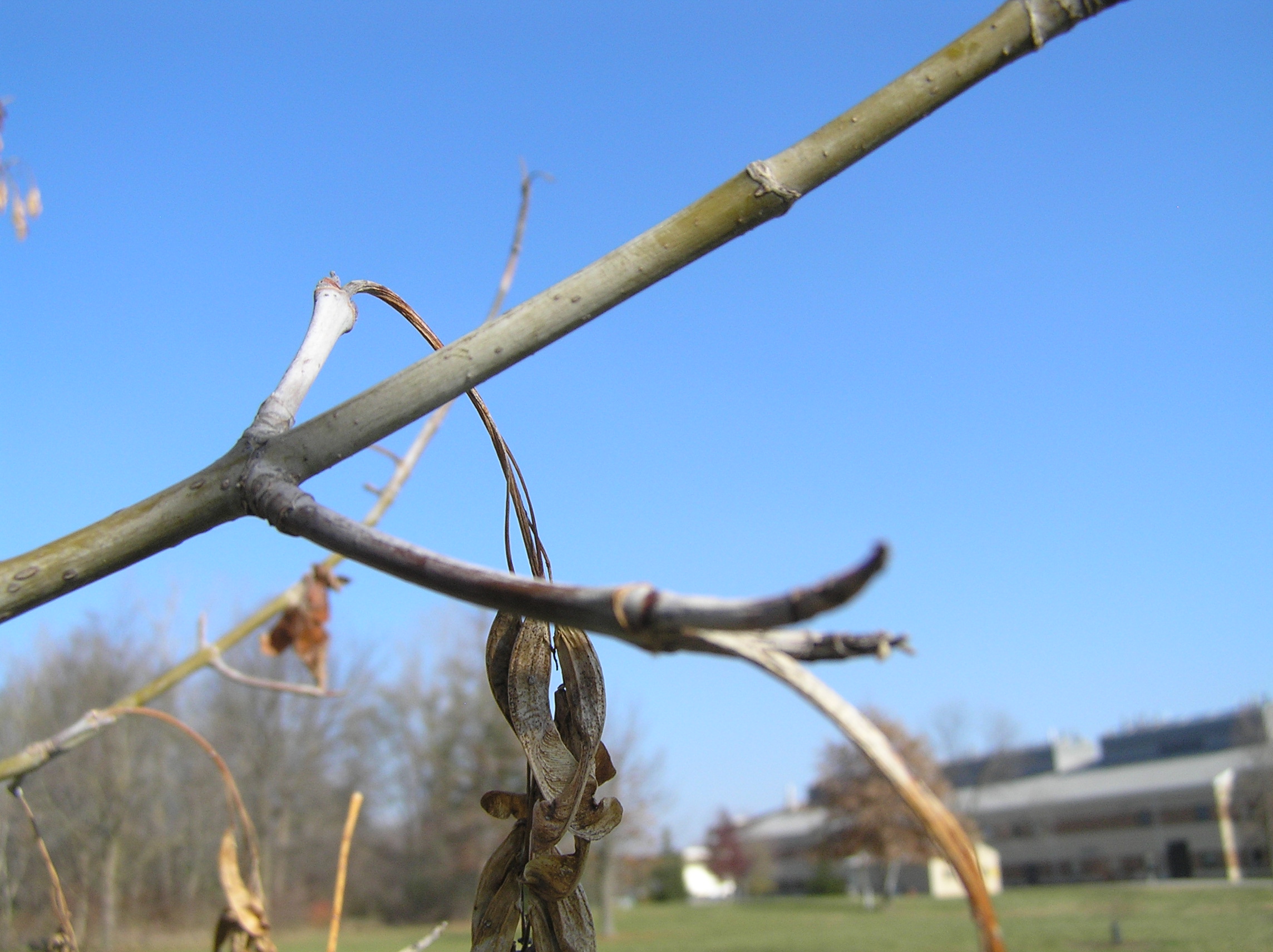 Native Trees of Indiana River Walk