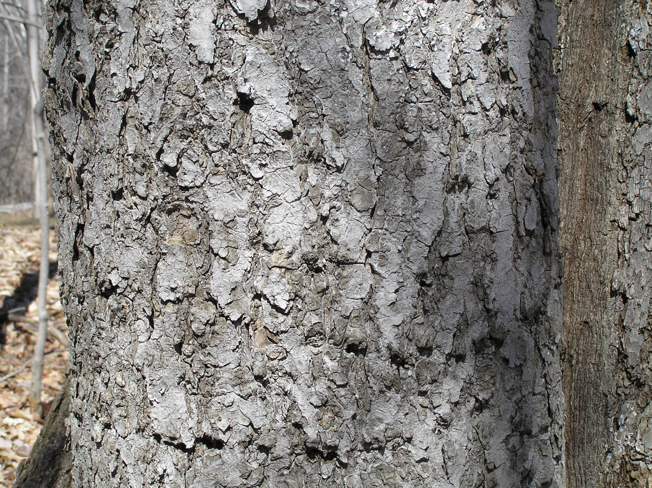 Native Trees of Indiana River Walk