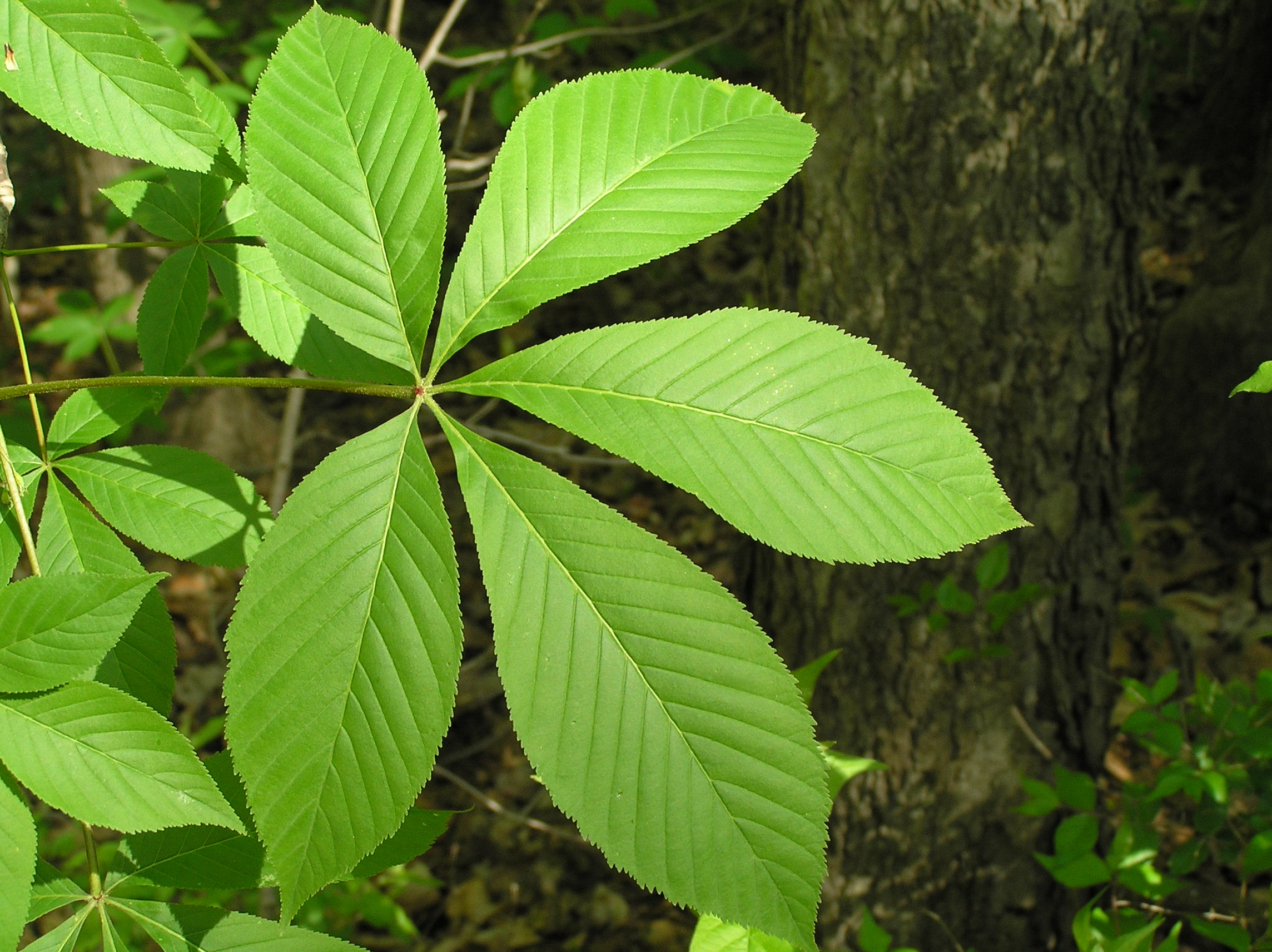 Native Trees of Indiana River Walk