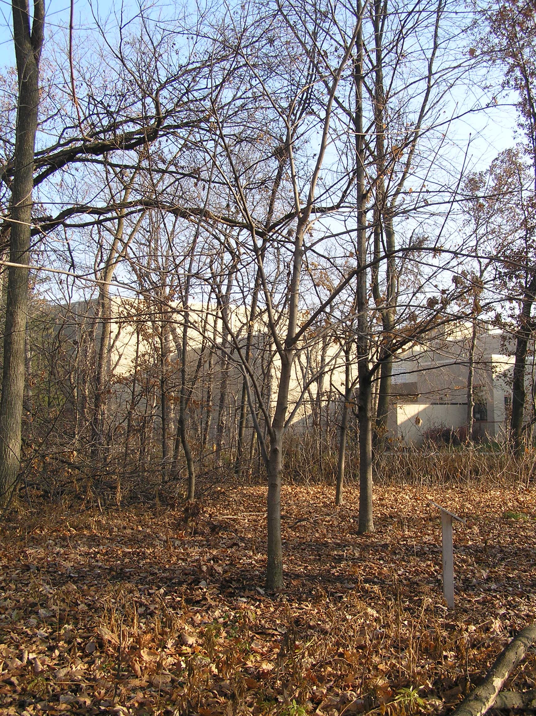Native Trees of Indiana River Walk