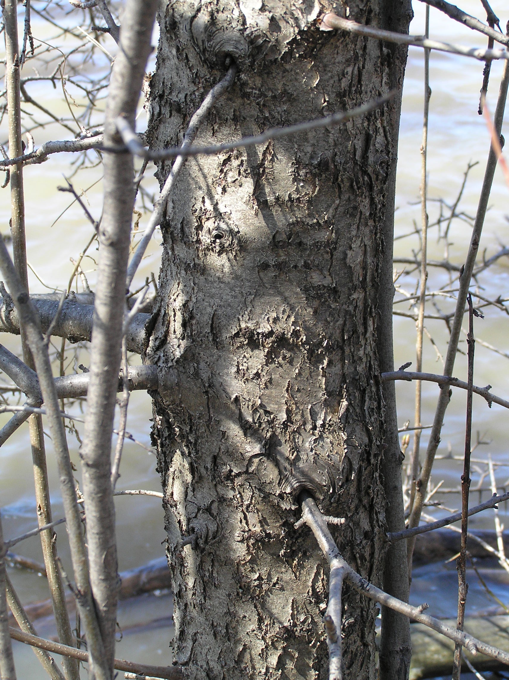 Native Trees of Indiana River Walk