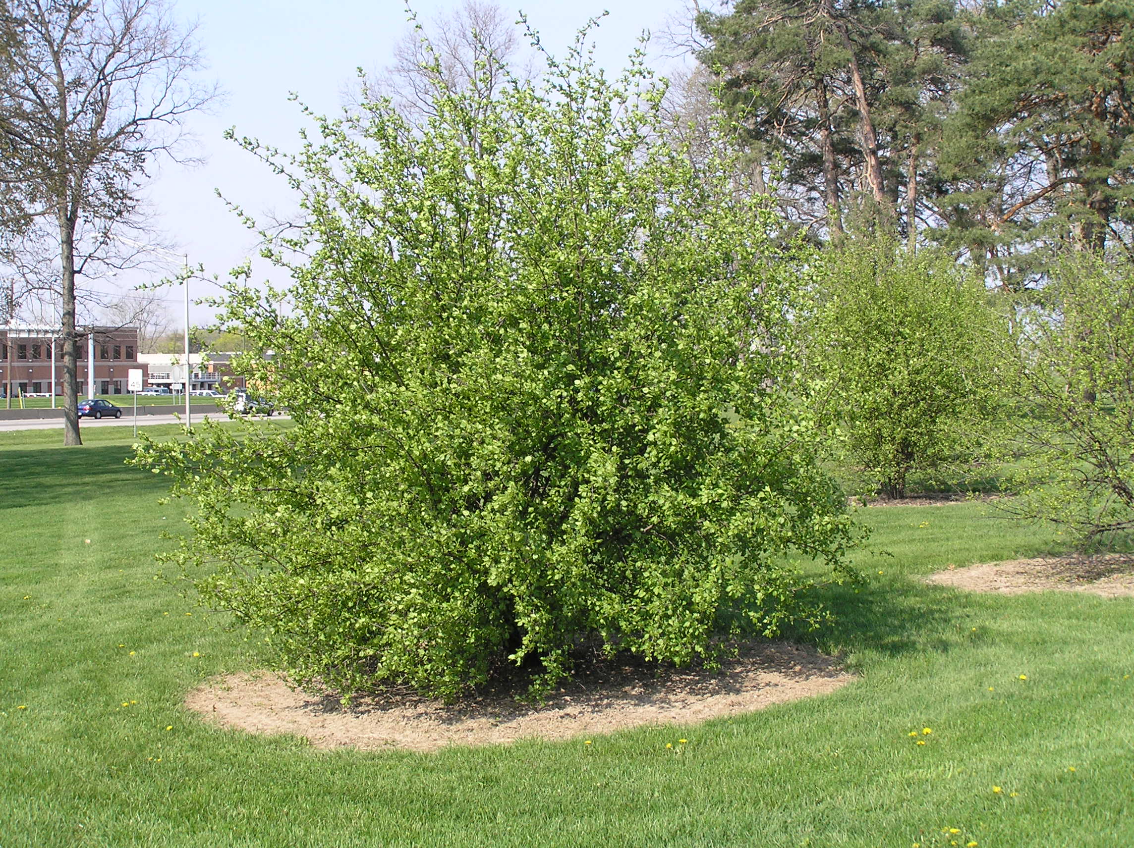 Native Trees of Indiana River Walk
