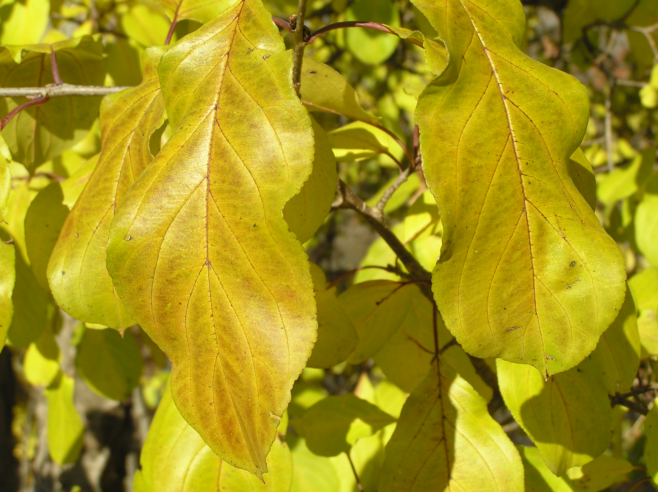 Native Trees of Indiana River Walk