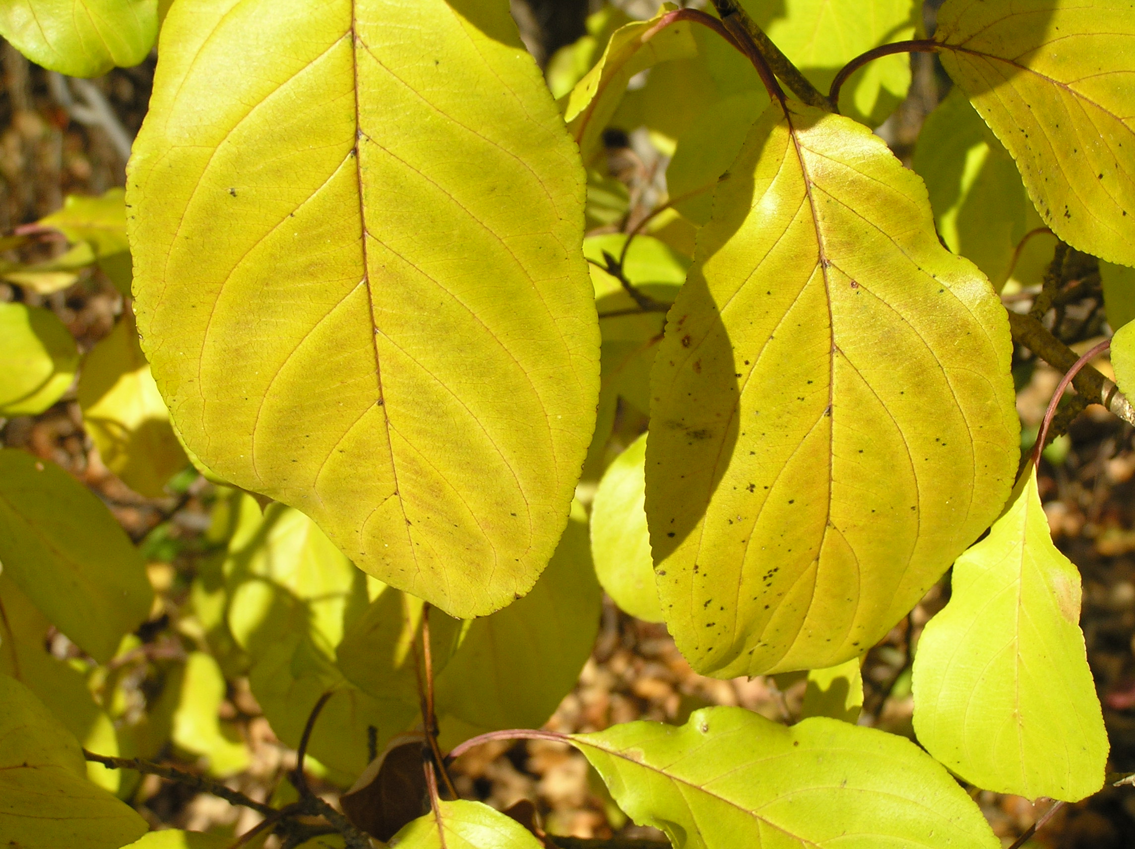 Native Trees of Indiana River Walk