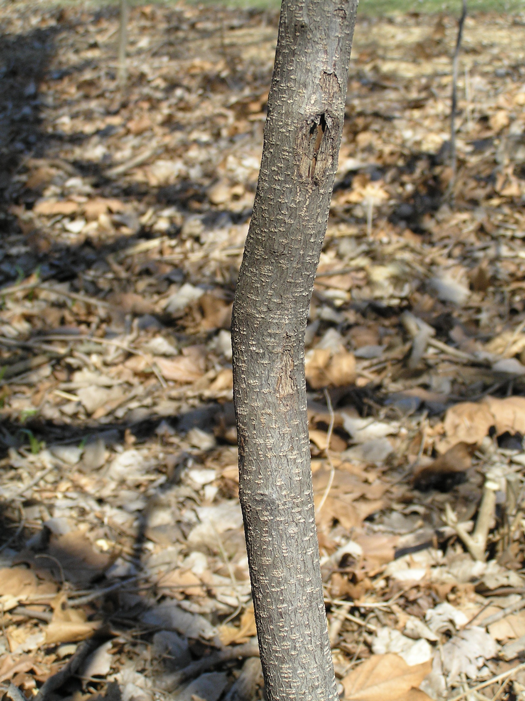 Native Trees of Indiana River Walk