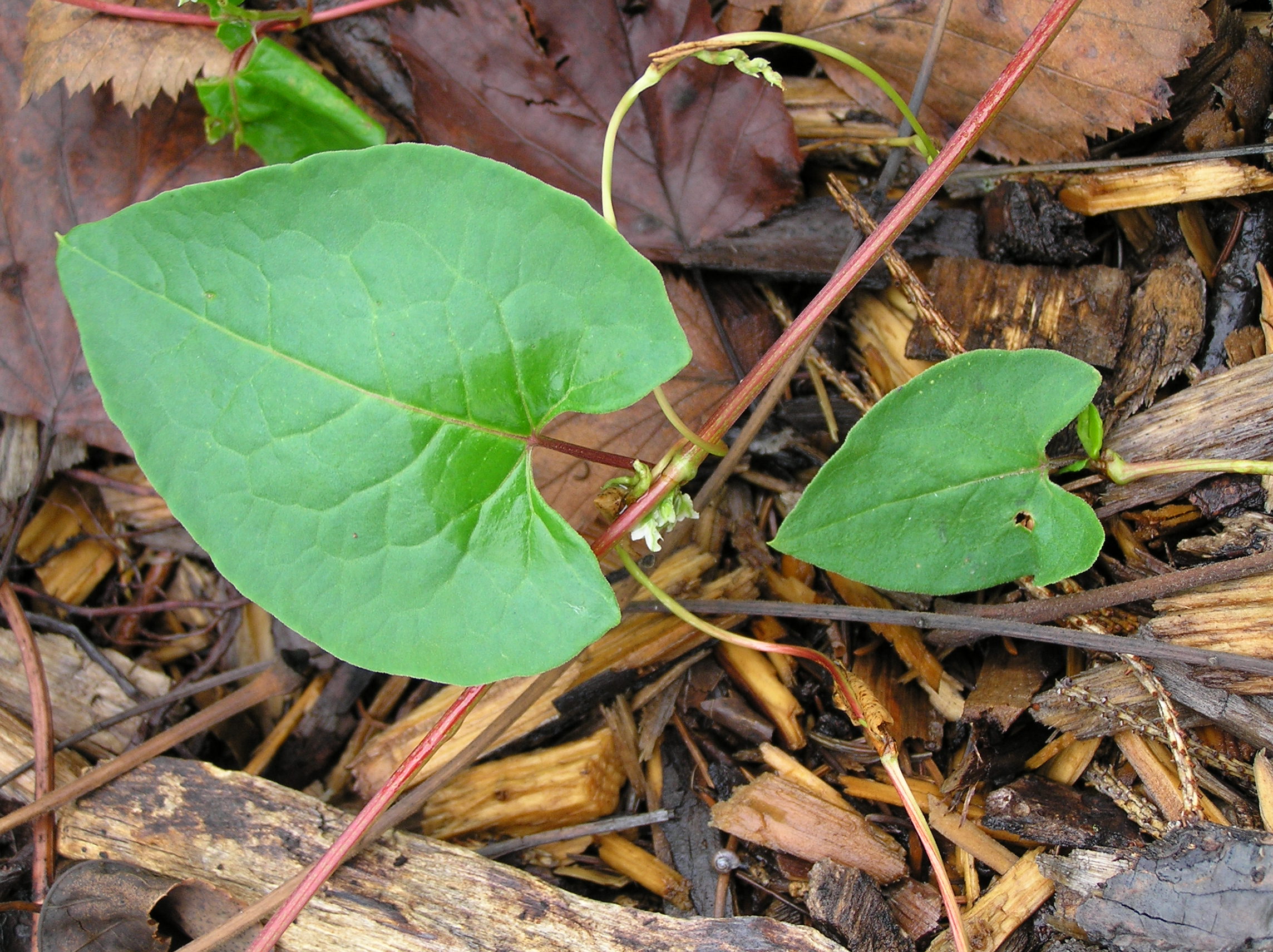 Native Trees of Indiana River Walk
