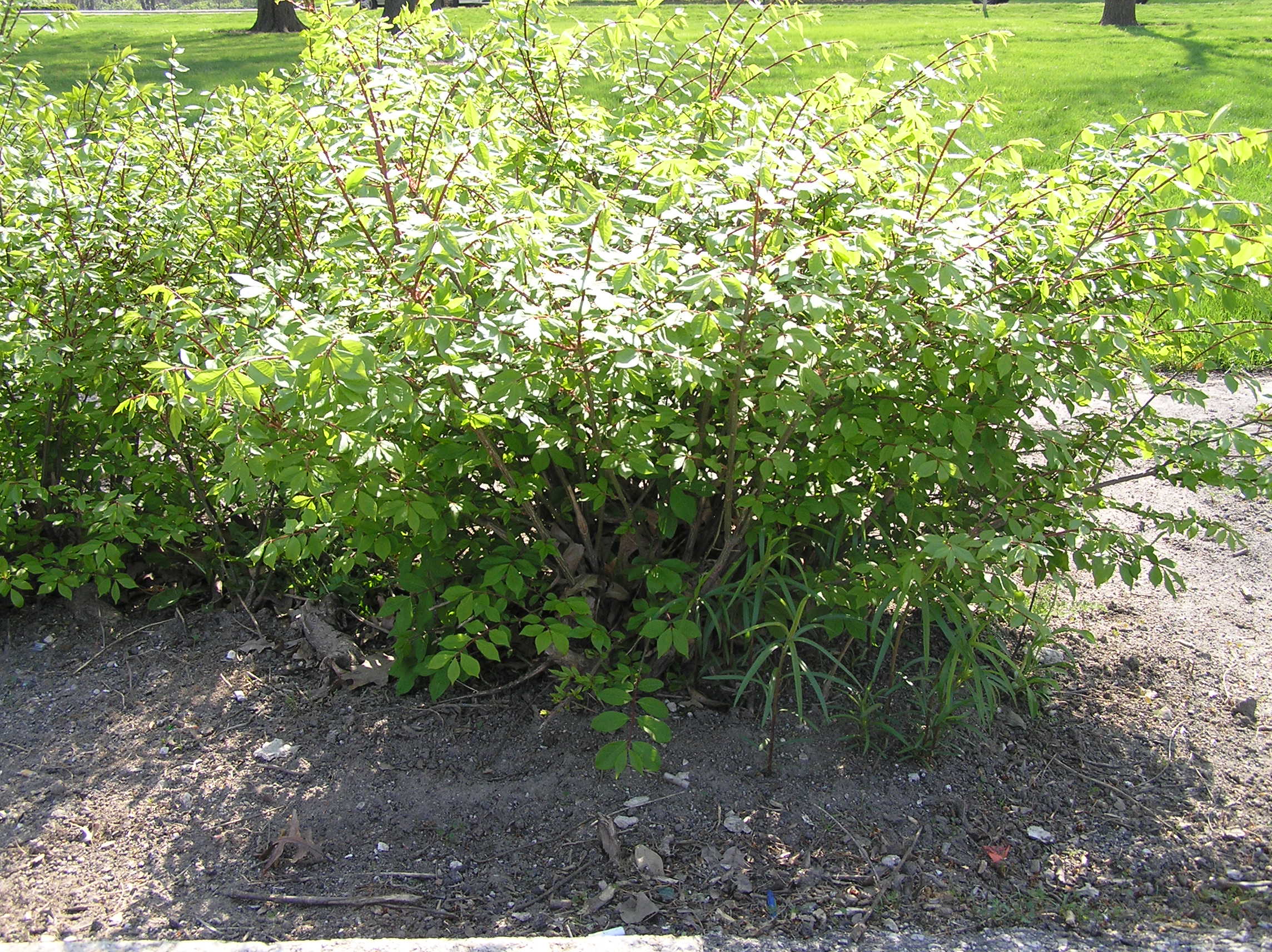 Native Trees of Indiana River Walk