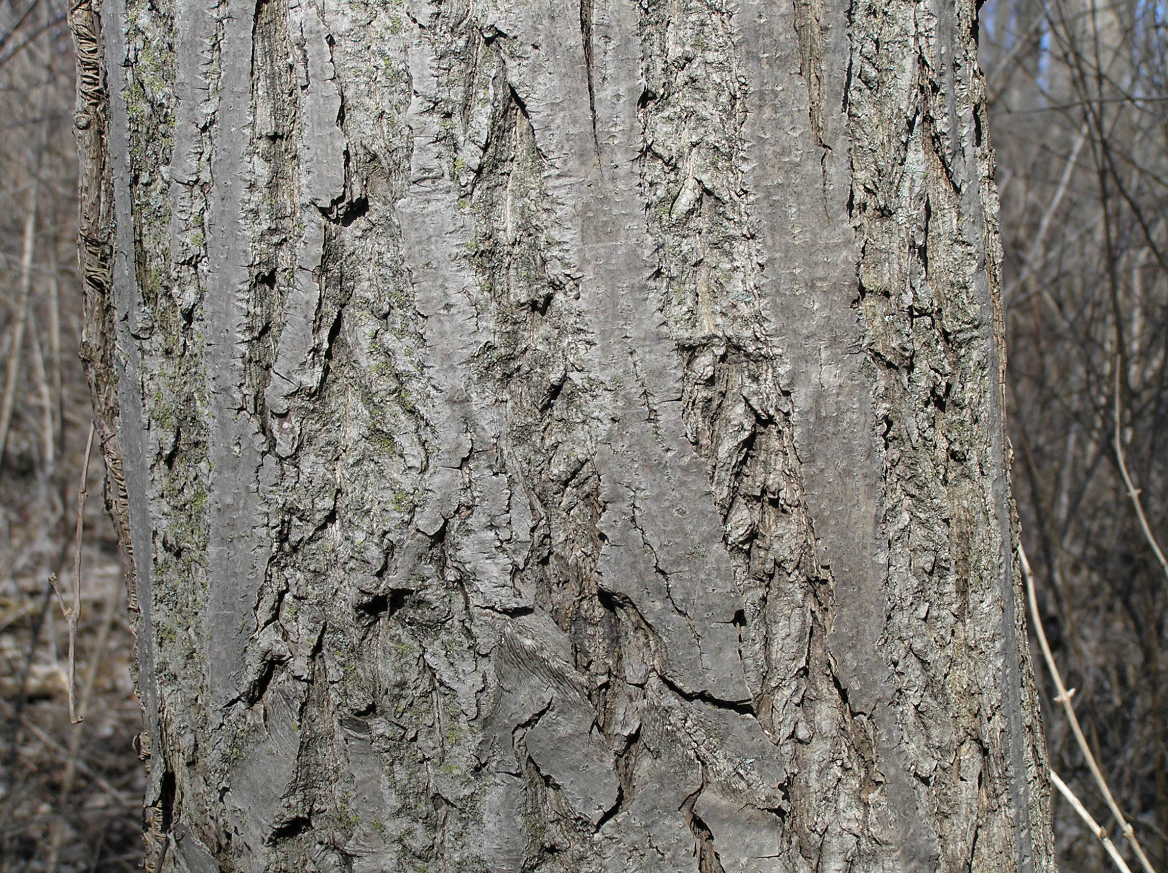 Native Trees of Indiana River Walk