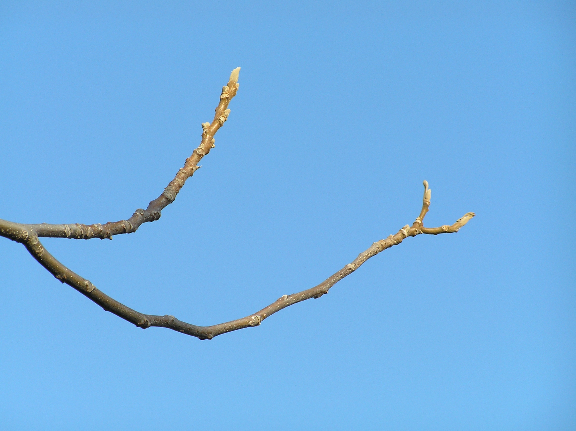 Native Trees of Indiana River Walk