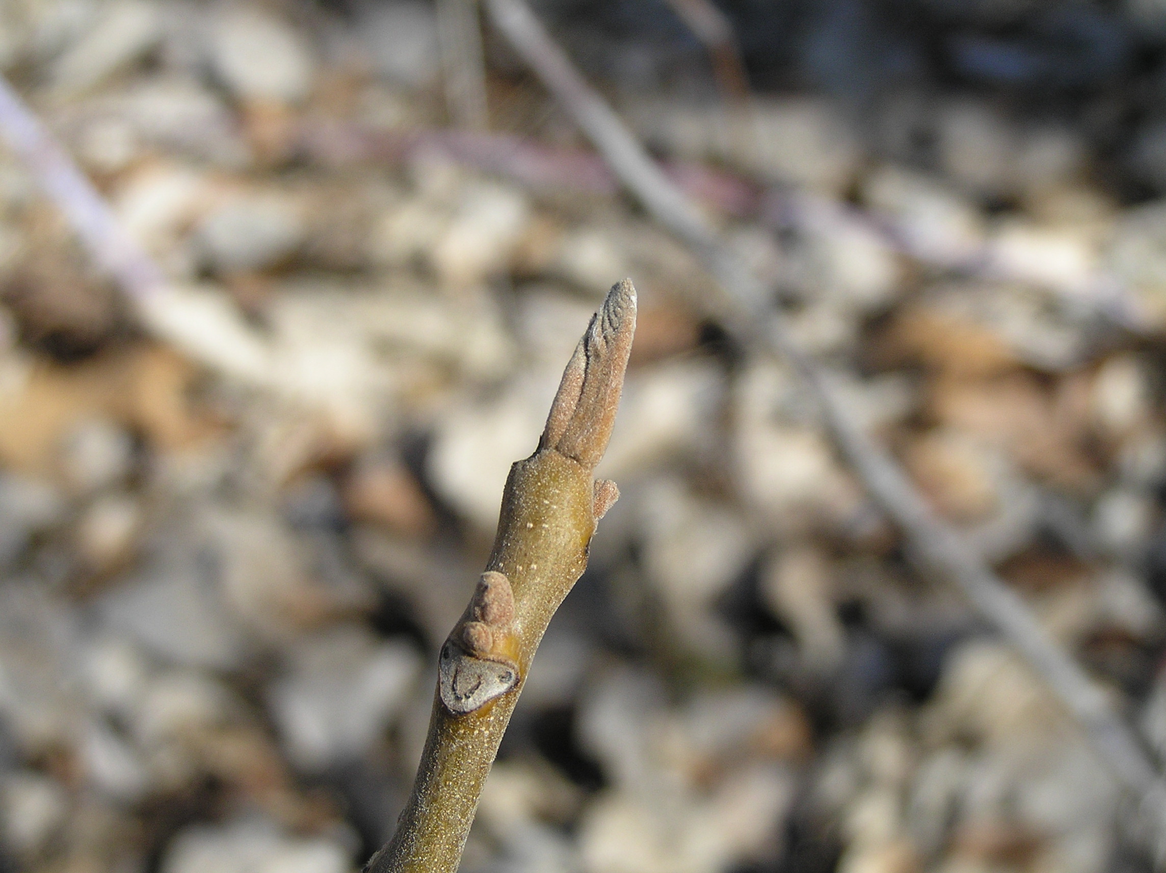 Native Trees of Indiana River Walk