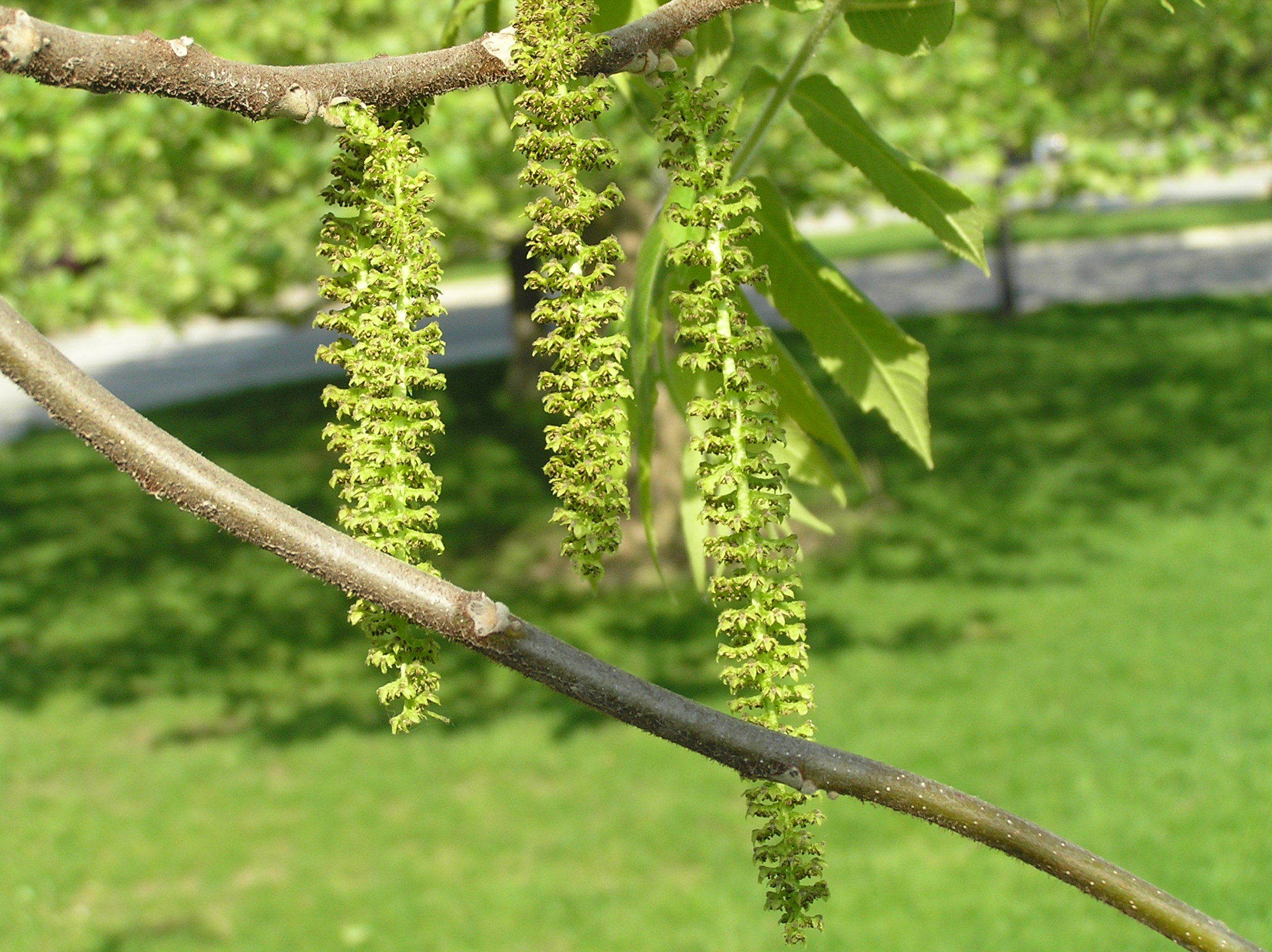 Native Trees of Indiana River Walk