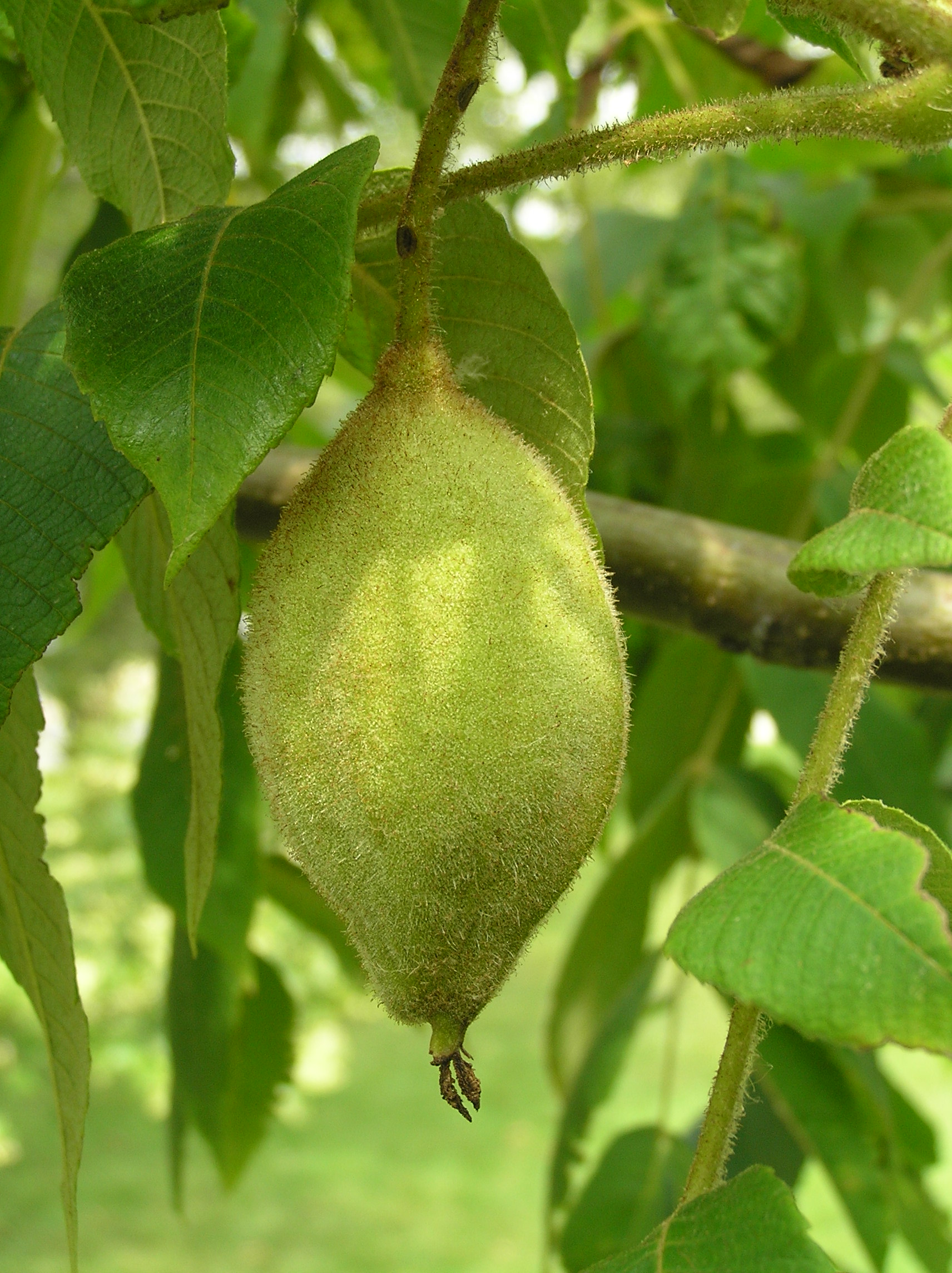 Native Trees of Indiana River Walk