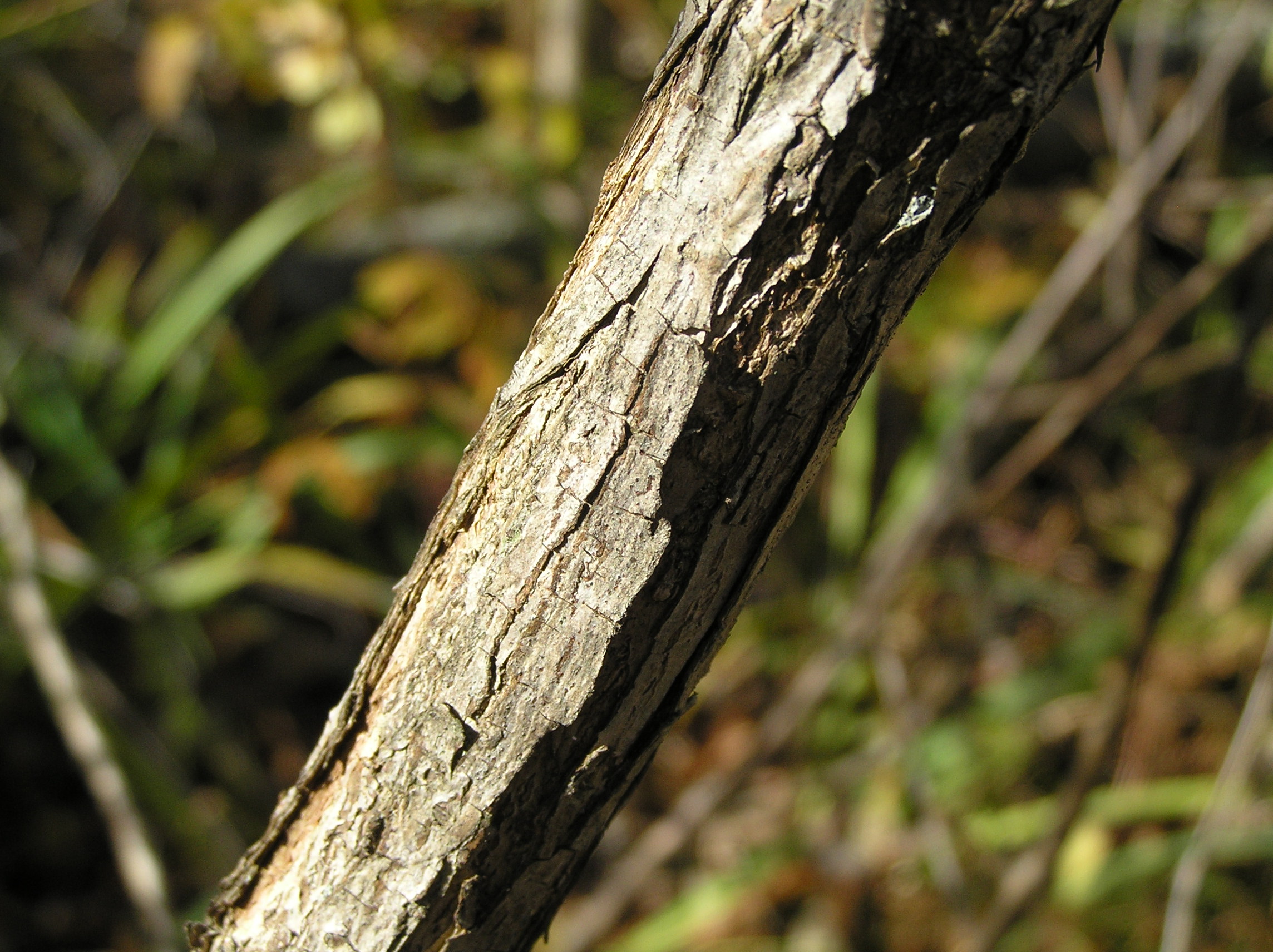 Native Trees of Indiana River Walk