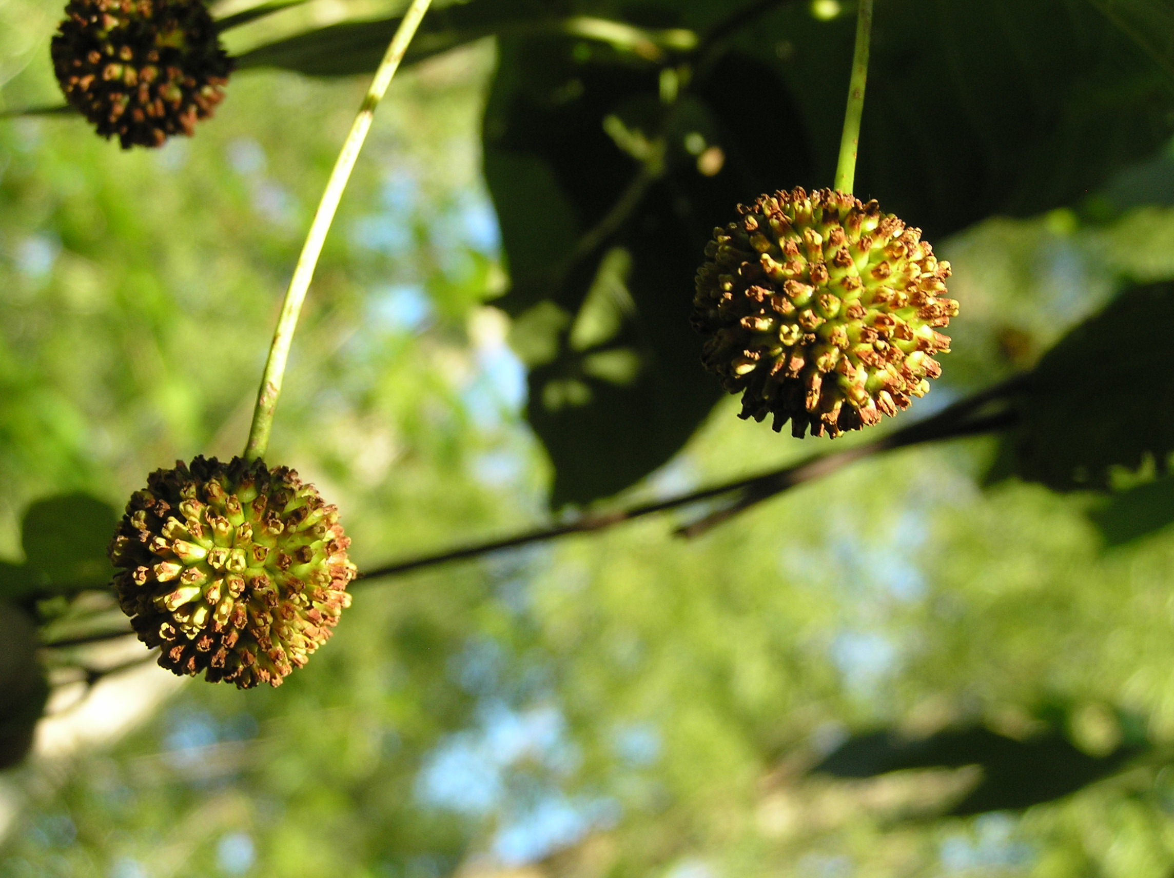 Native Trees of Indiana River Walk
