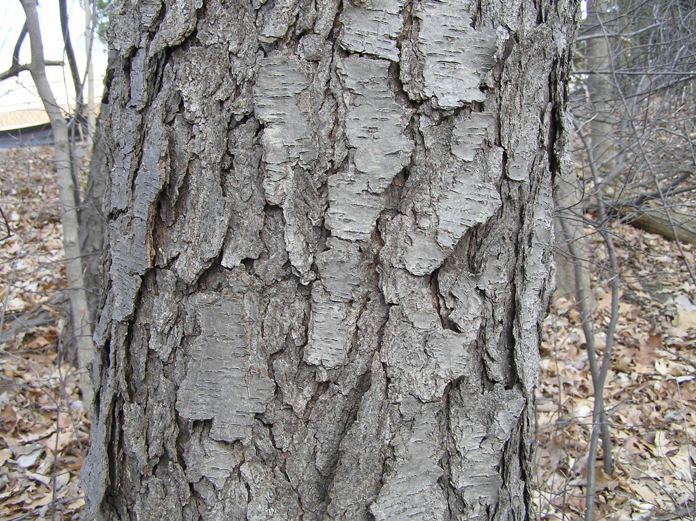 Native Trees of Indiana River Walk