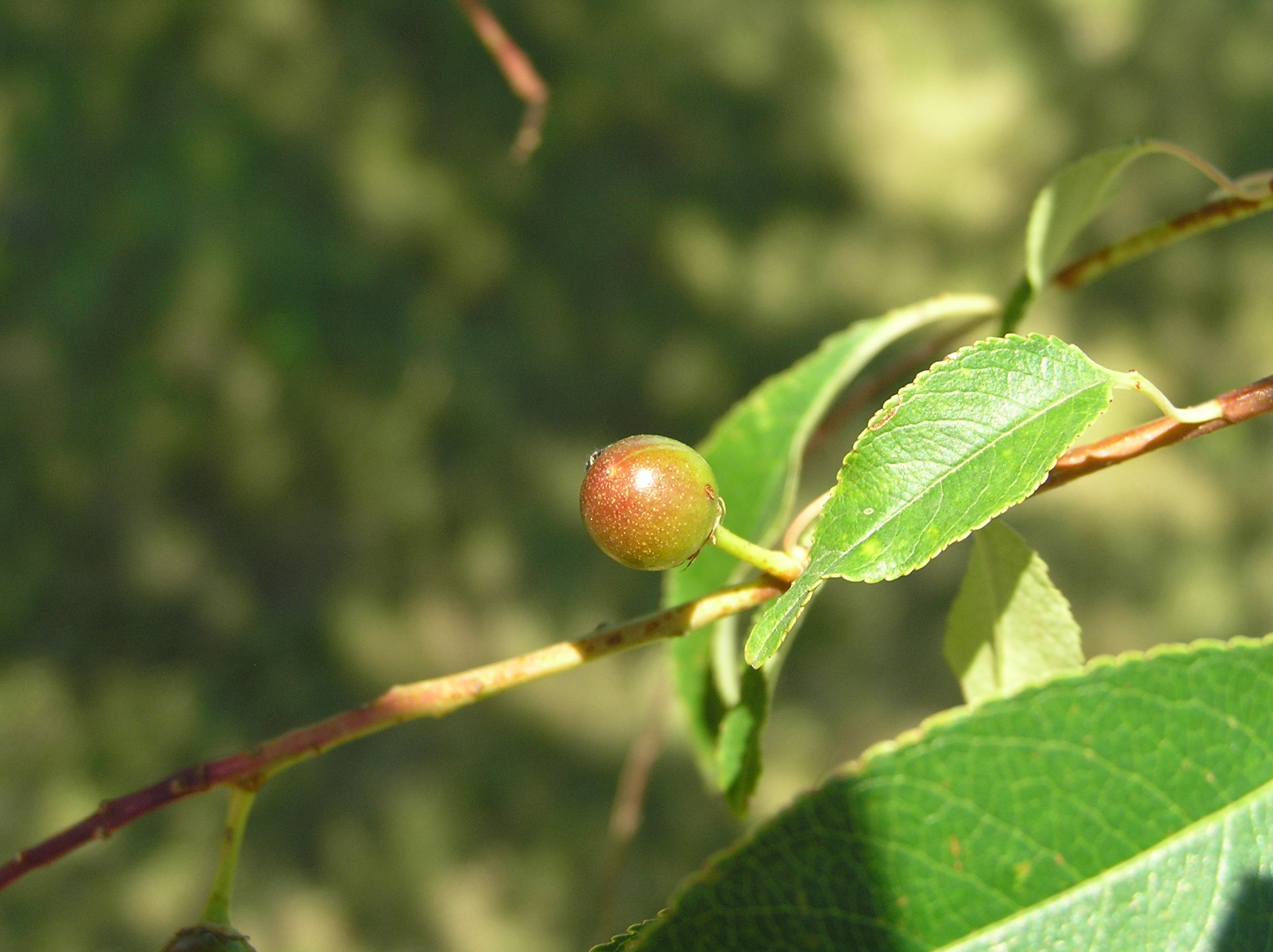 Native Trees of Indiana River Walk