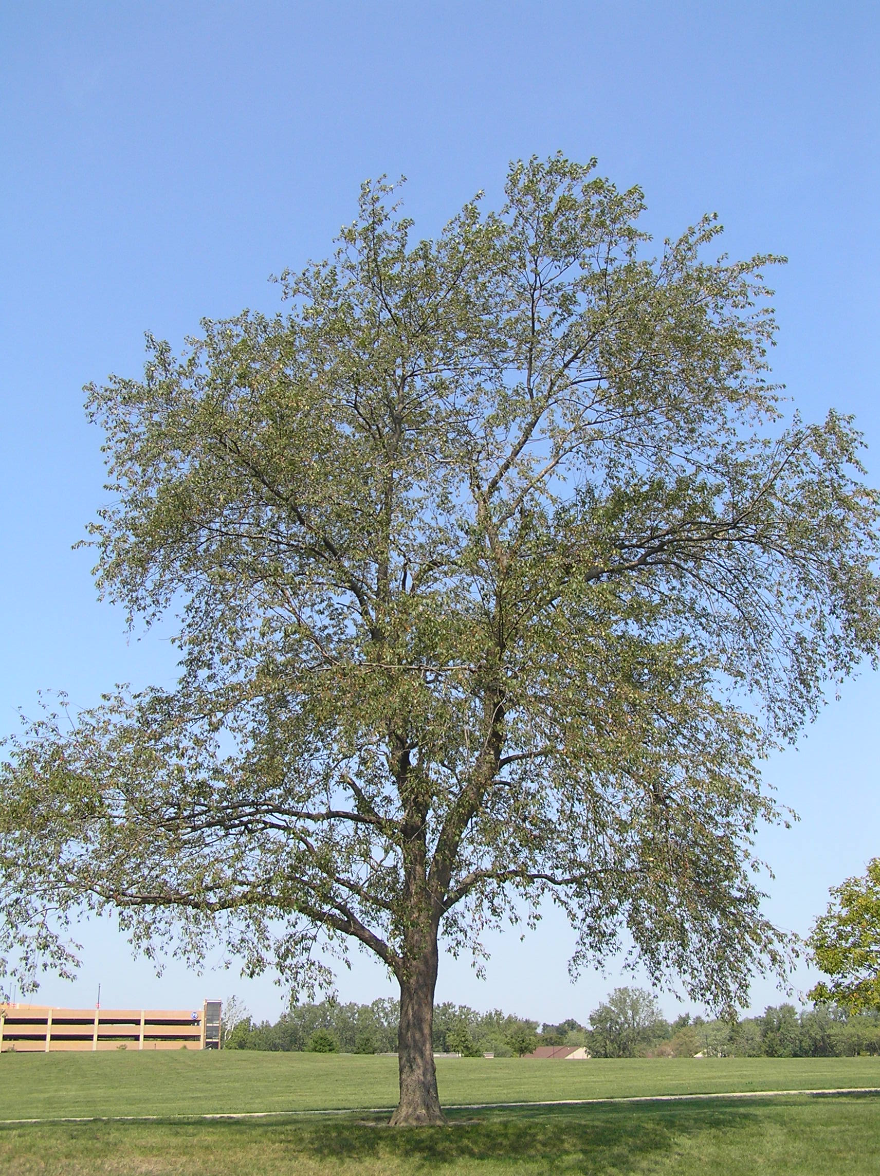 Native Trees of Indiana River Walk