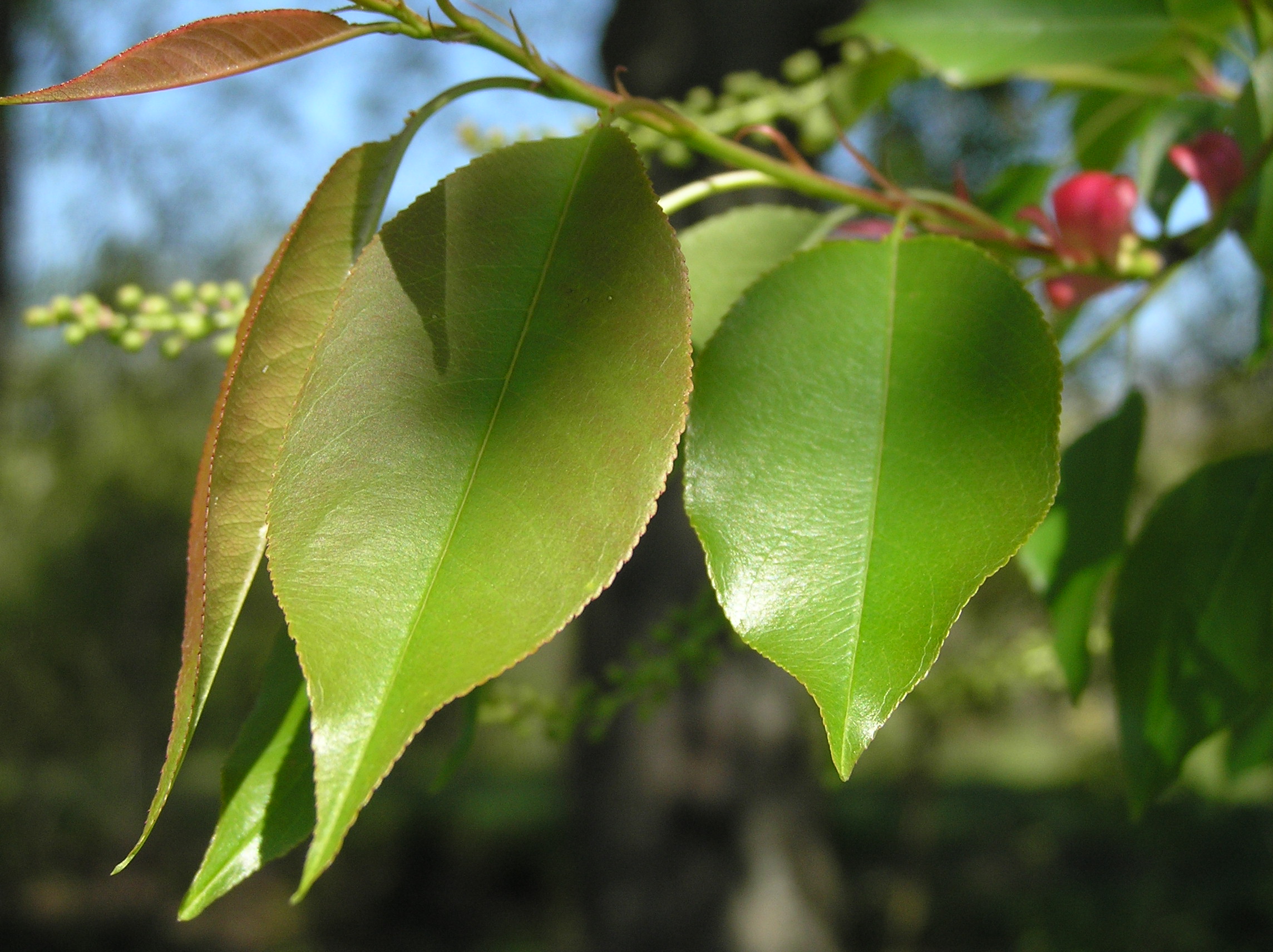 Native Trees of Indiana River Walk