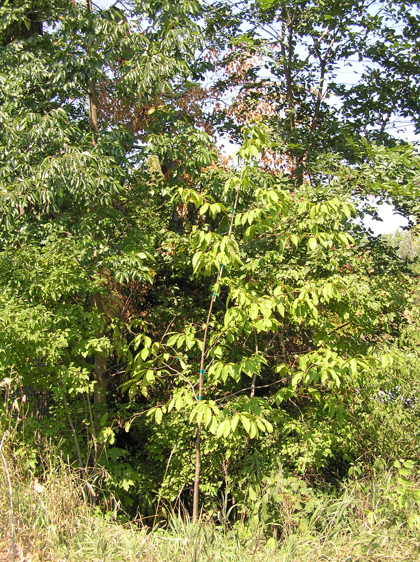 Native Trees of Indiana River Walk
