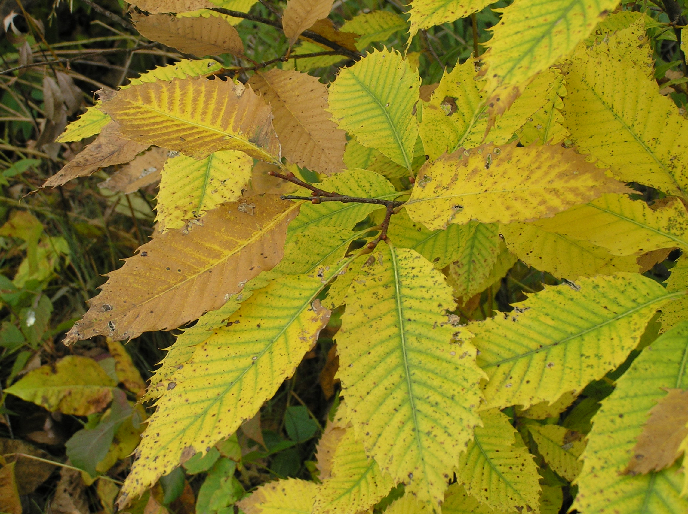 Native Trees of Indiana River Walk