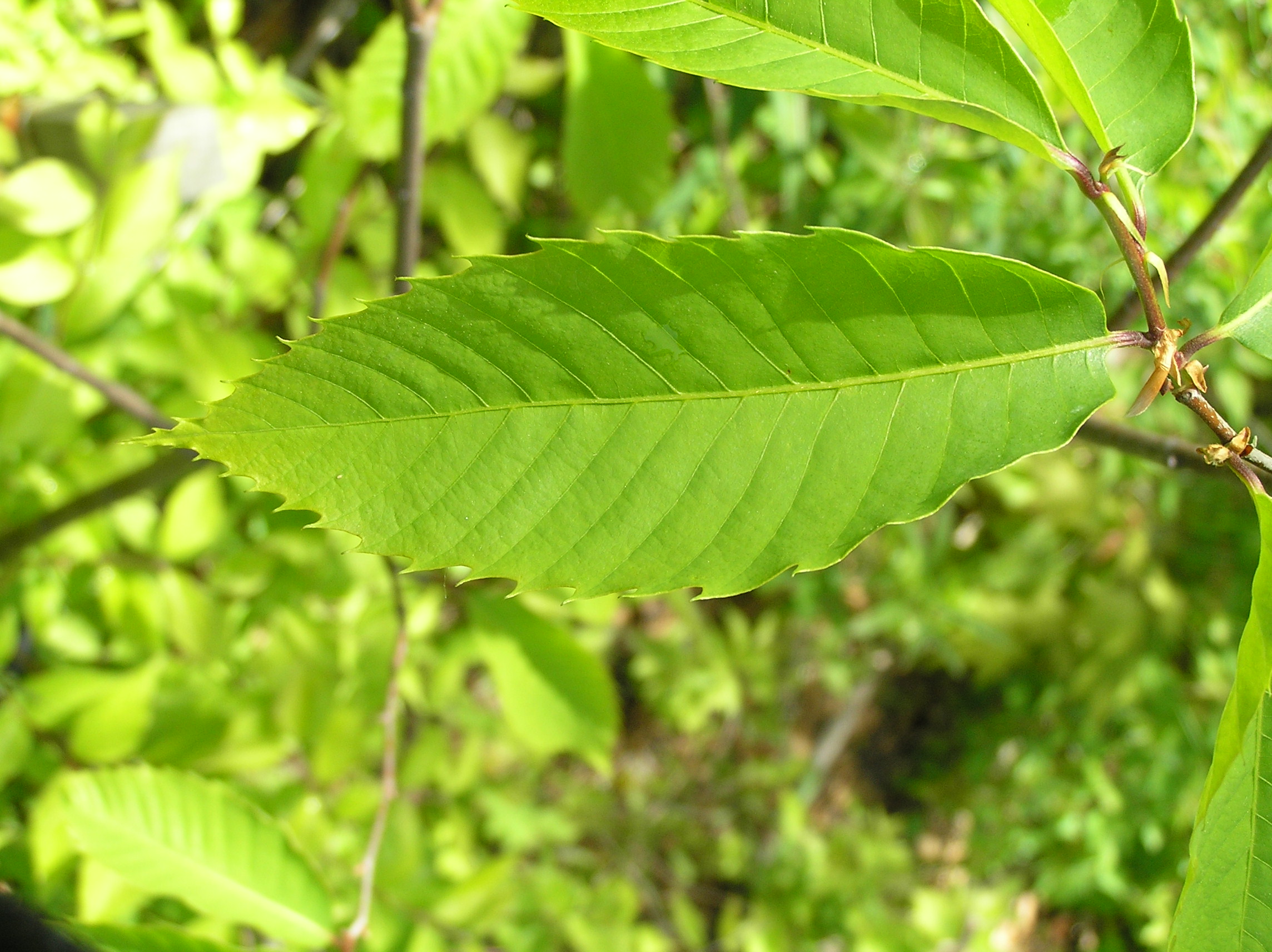 Native Trees of Indiana River Walk