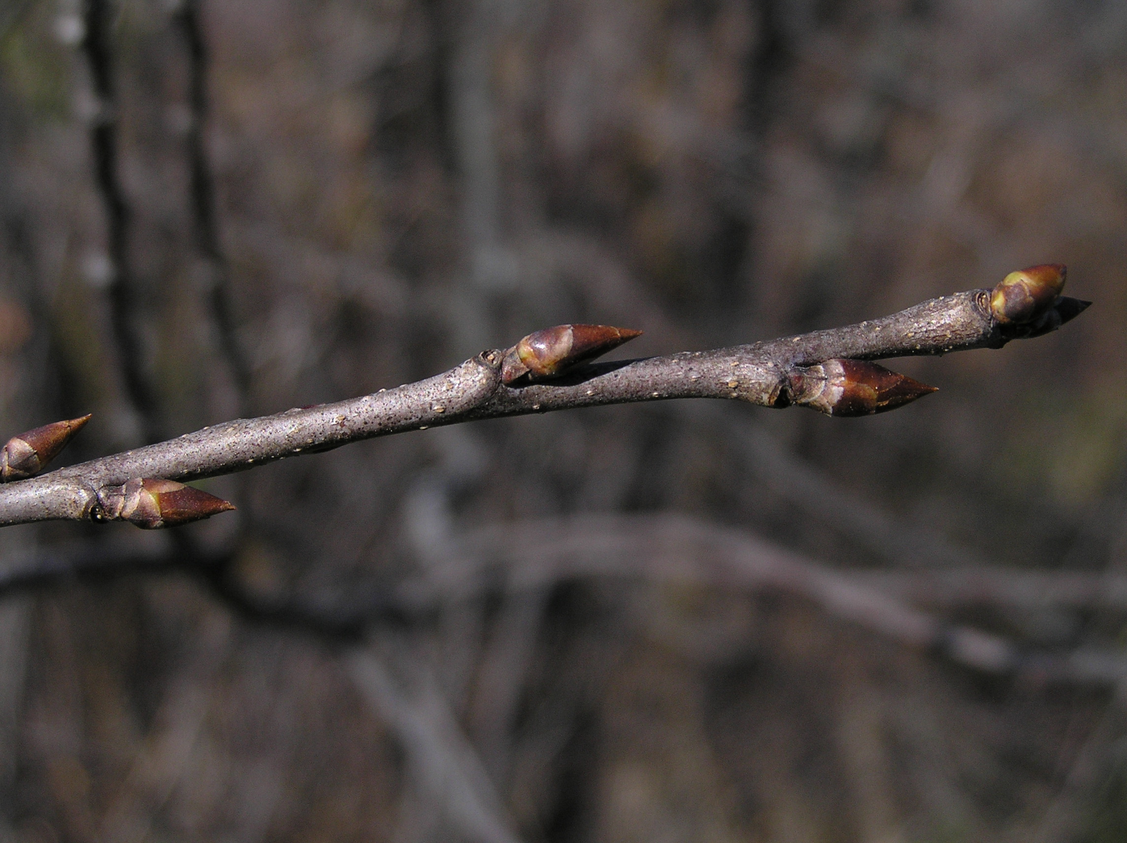 Native Trees of Indiana River Walk