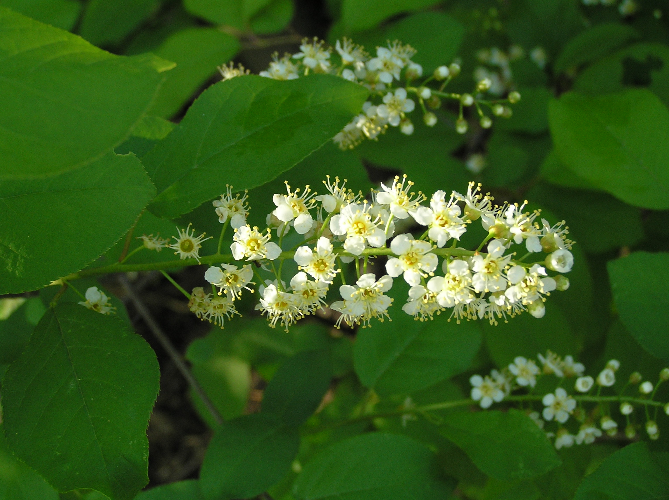 Native Trees of Indiana River Walk