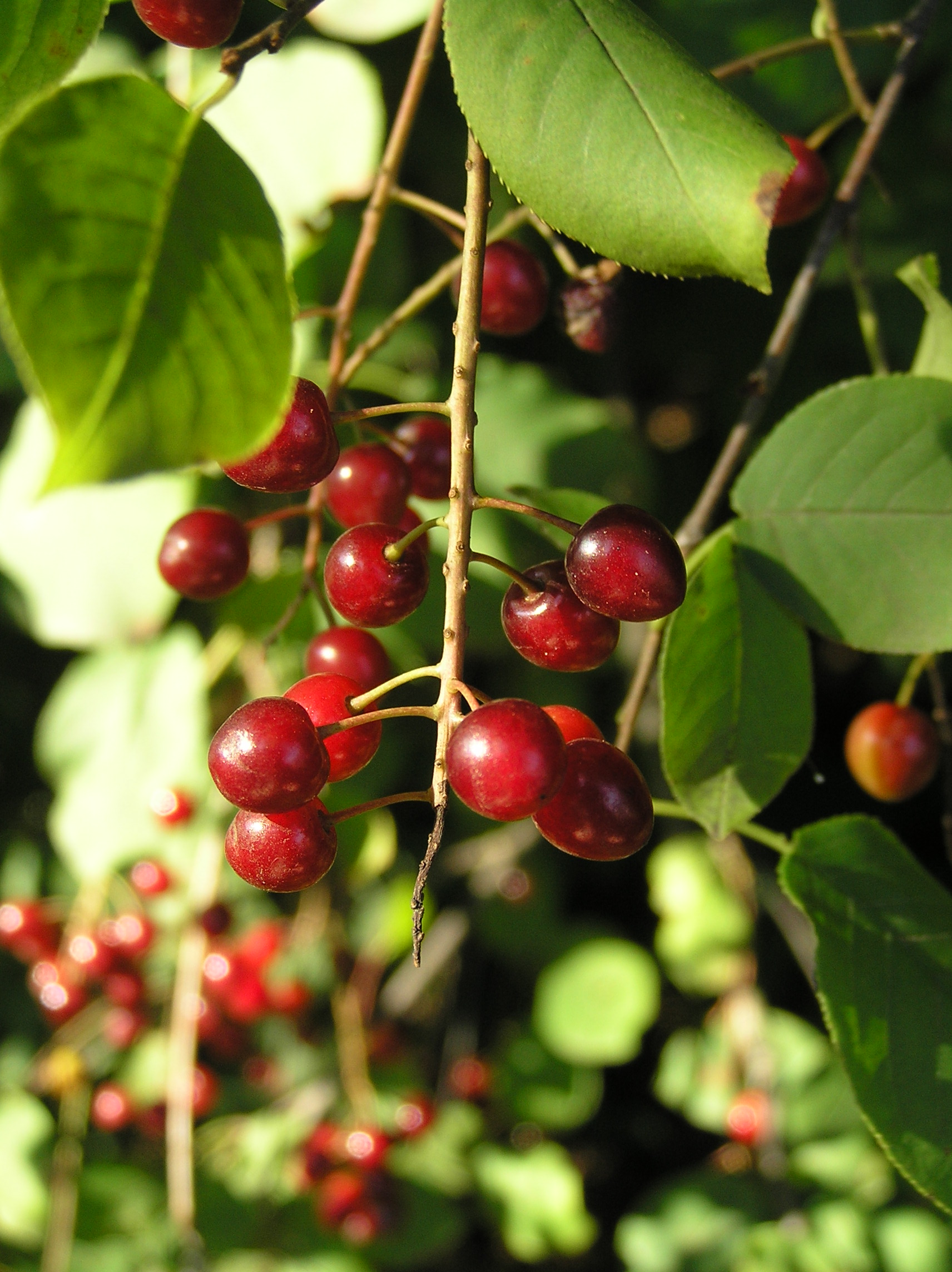 Native Trees of Indiana River Walk