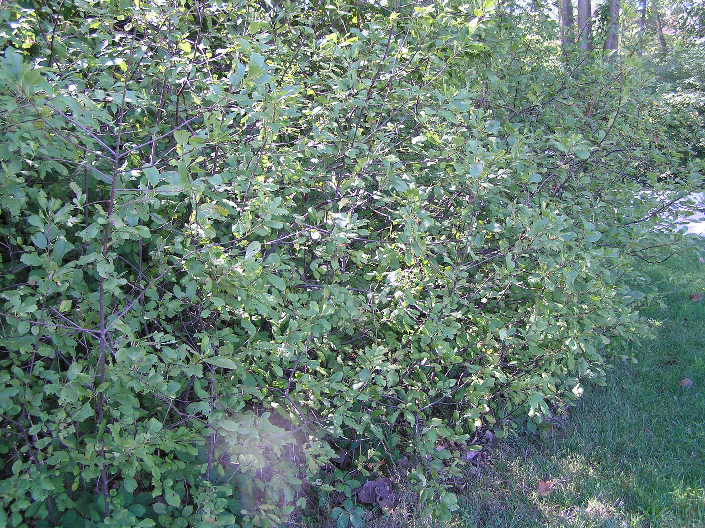 Native Trees of Indiana River Walk