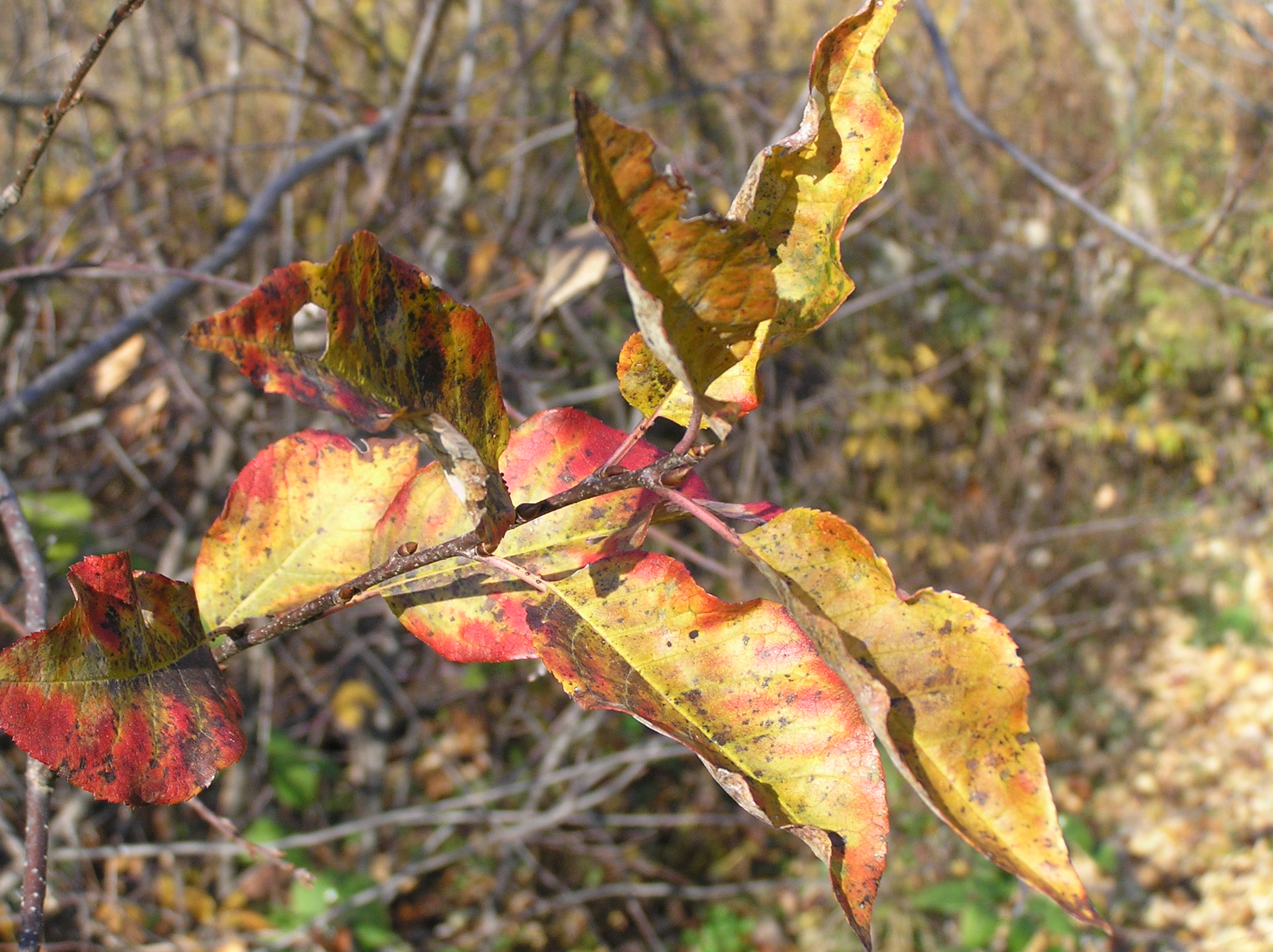 Native Trees of Indiana River Walk