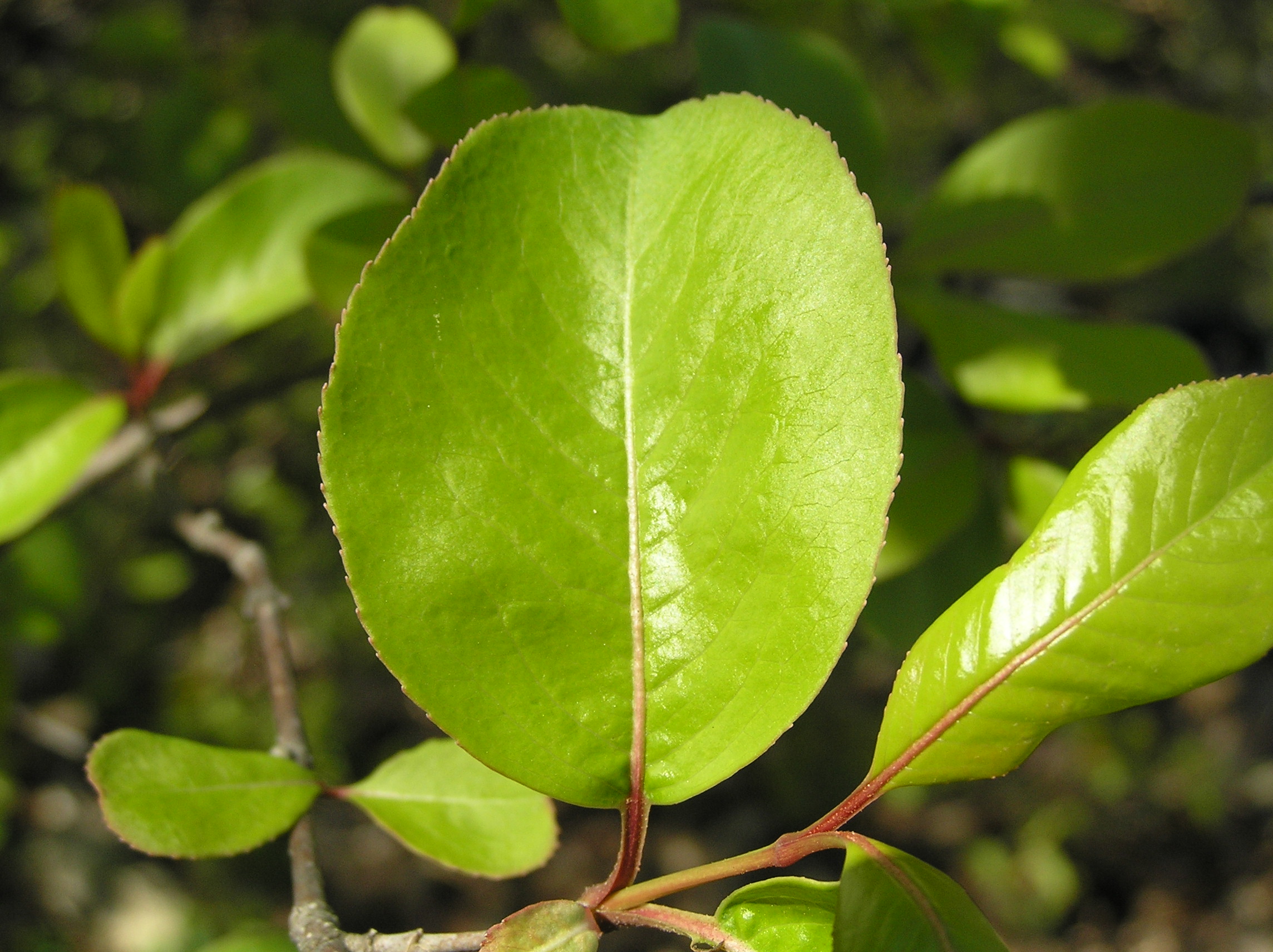 Native Trees of Indiana River Walk
