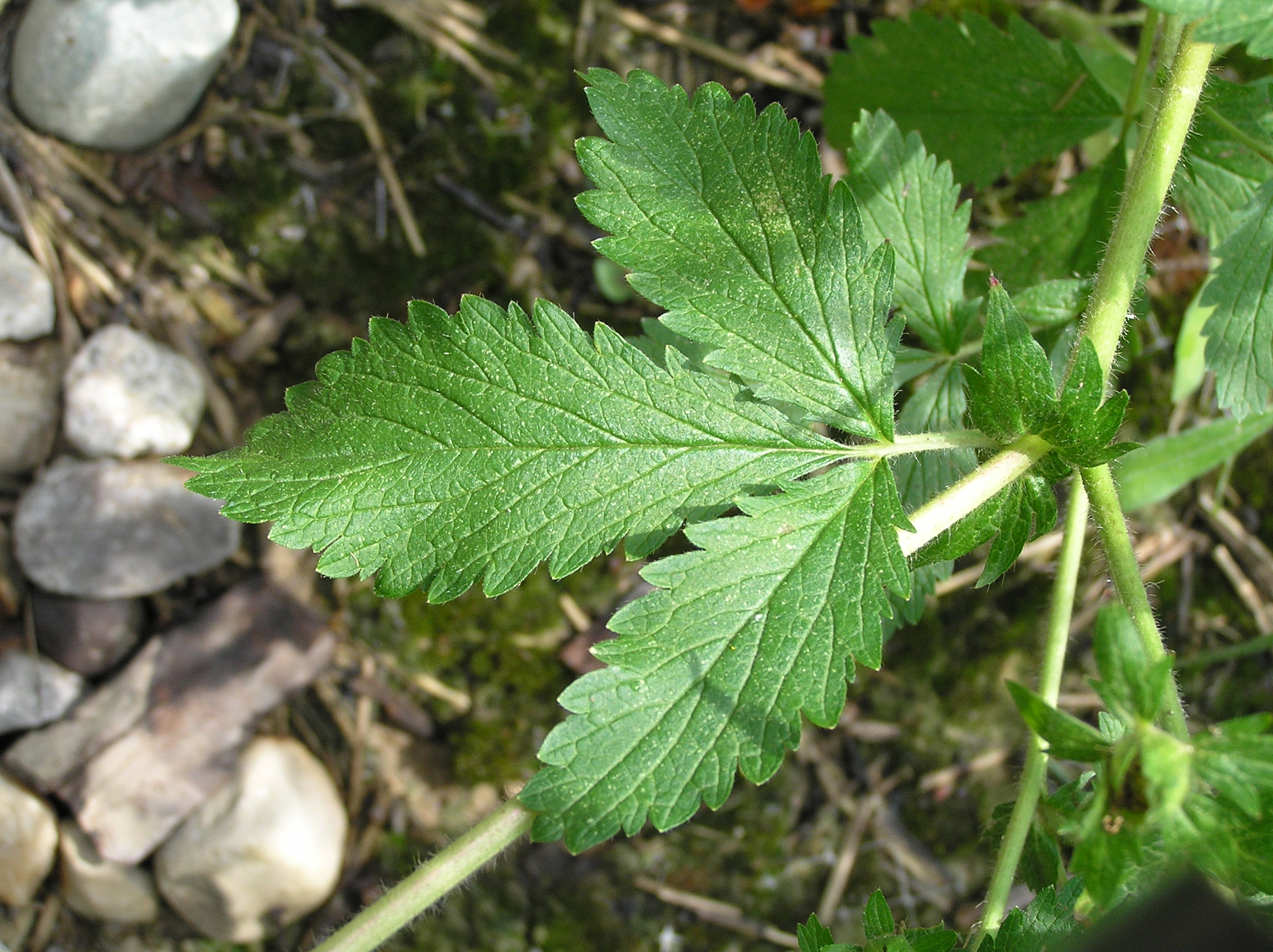 Native Trees of Indiana River Walk