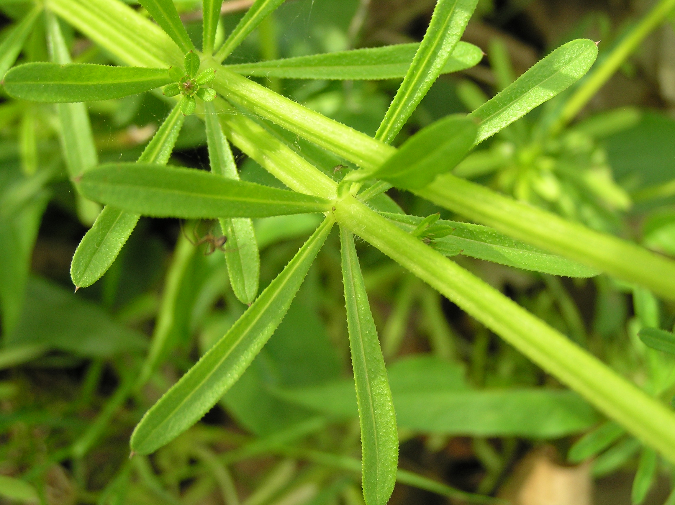 Native Trees of Indiana River Walk